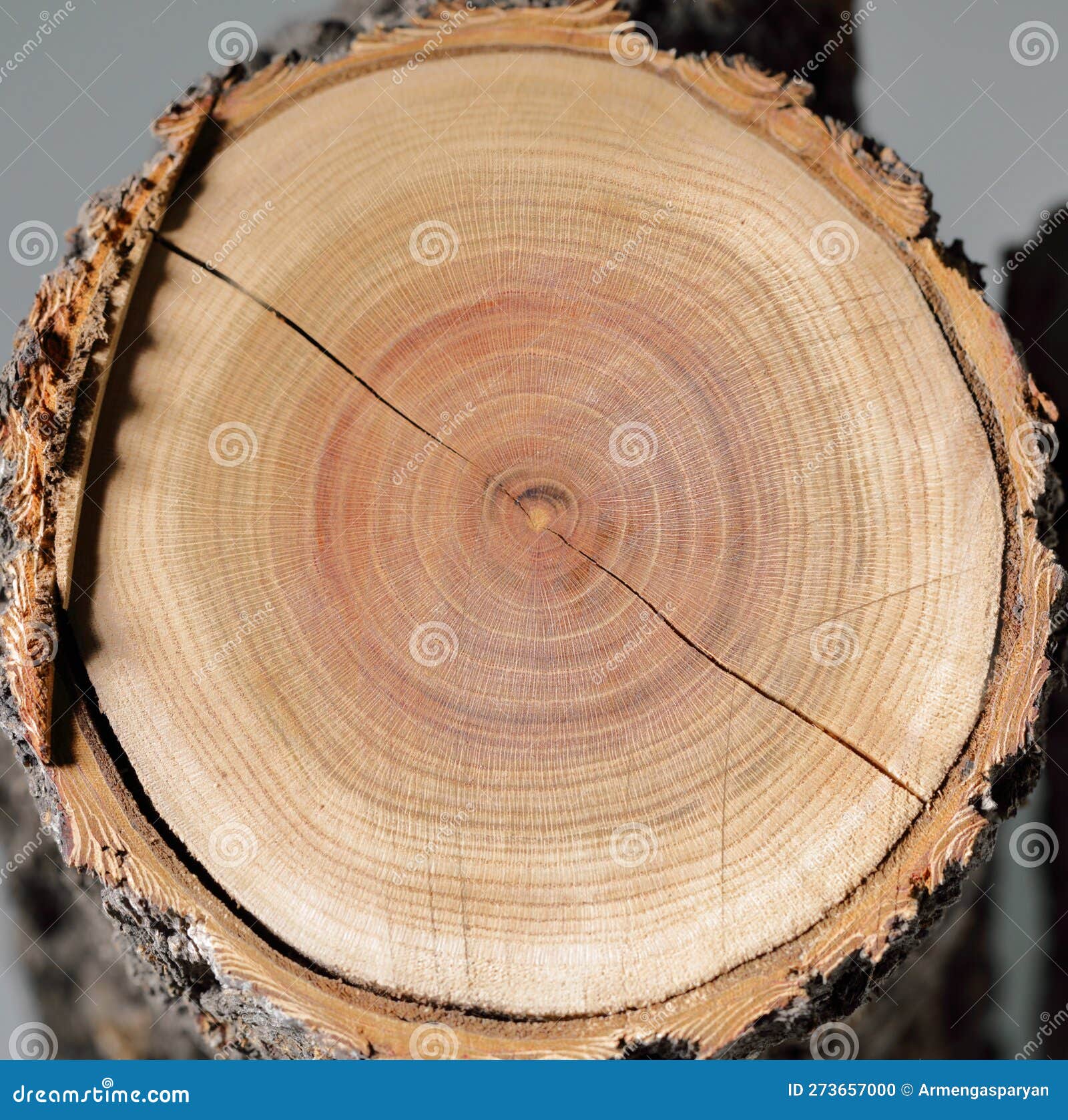 View of Tree Trunks, Wooden Texture Stock Photo - Image of background ...