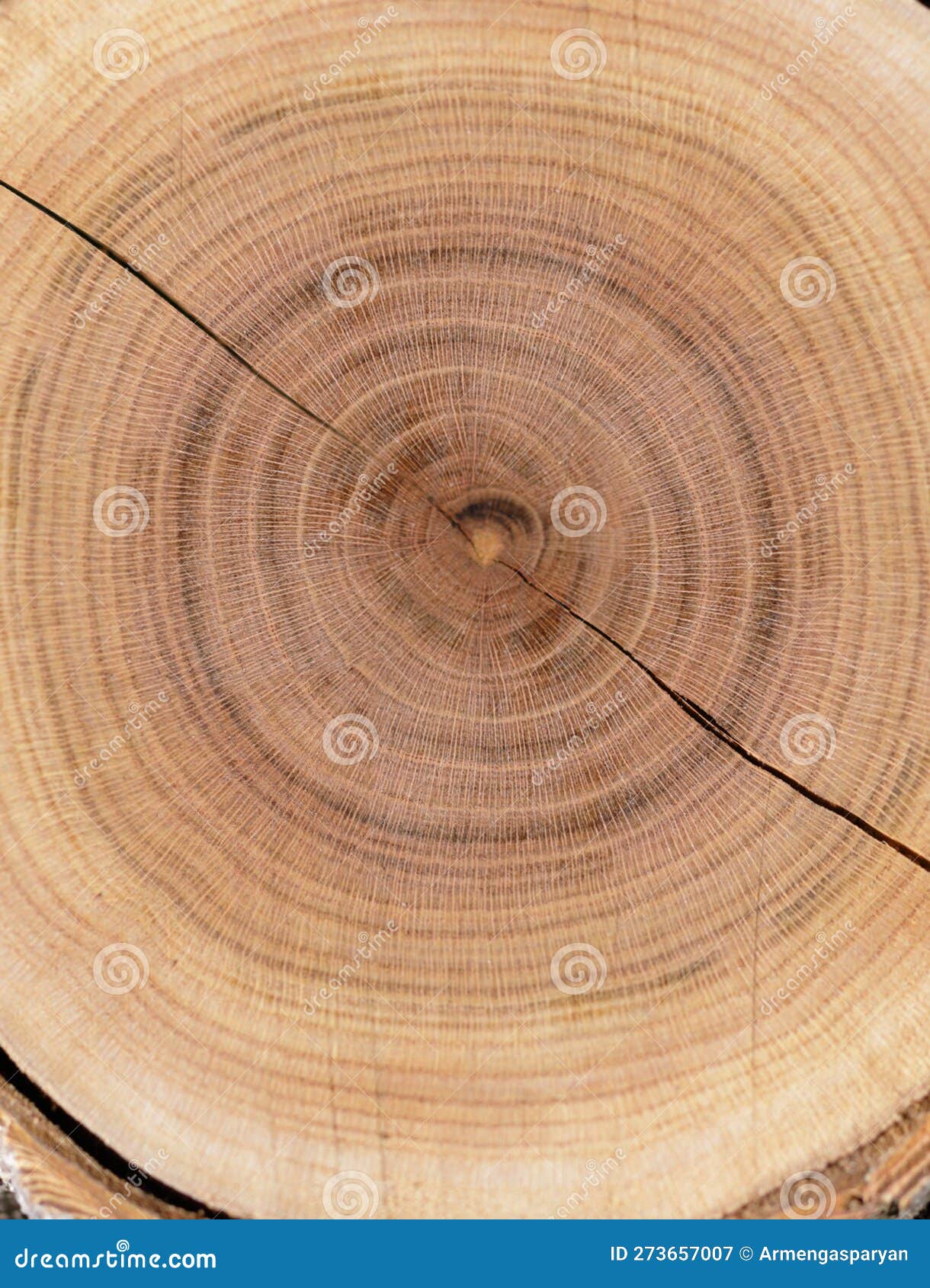 View of Tree Trunks, Wooden Texture Stock Image - Image of color ...