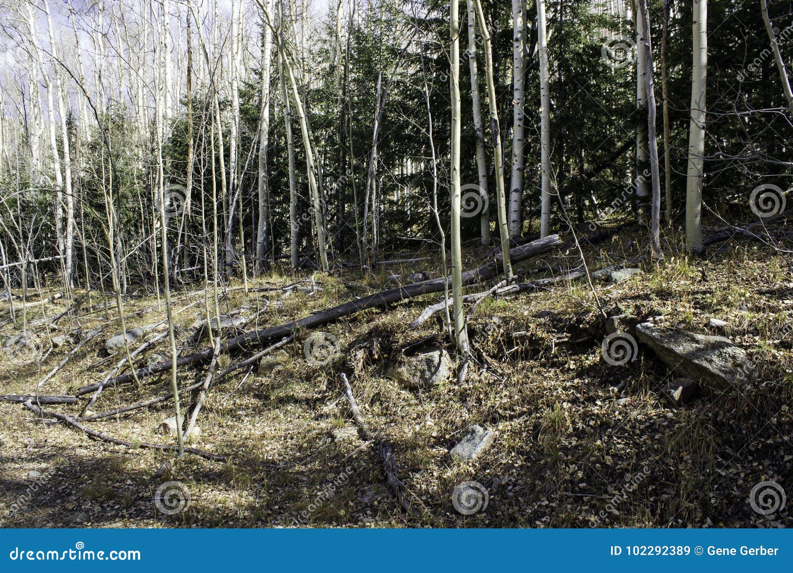 The Tree Line stock image. Image of conifers, forest - 102292389