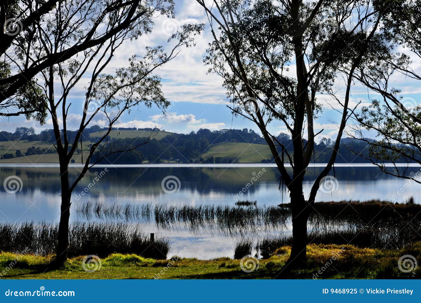 View through the trees stock image. Image of southern - 9468925