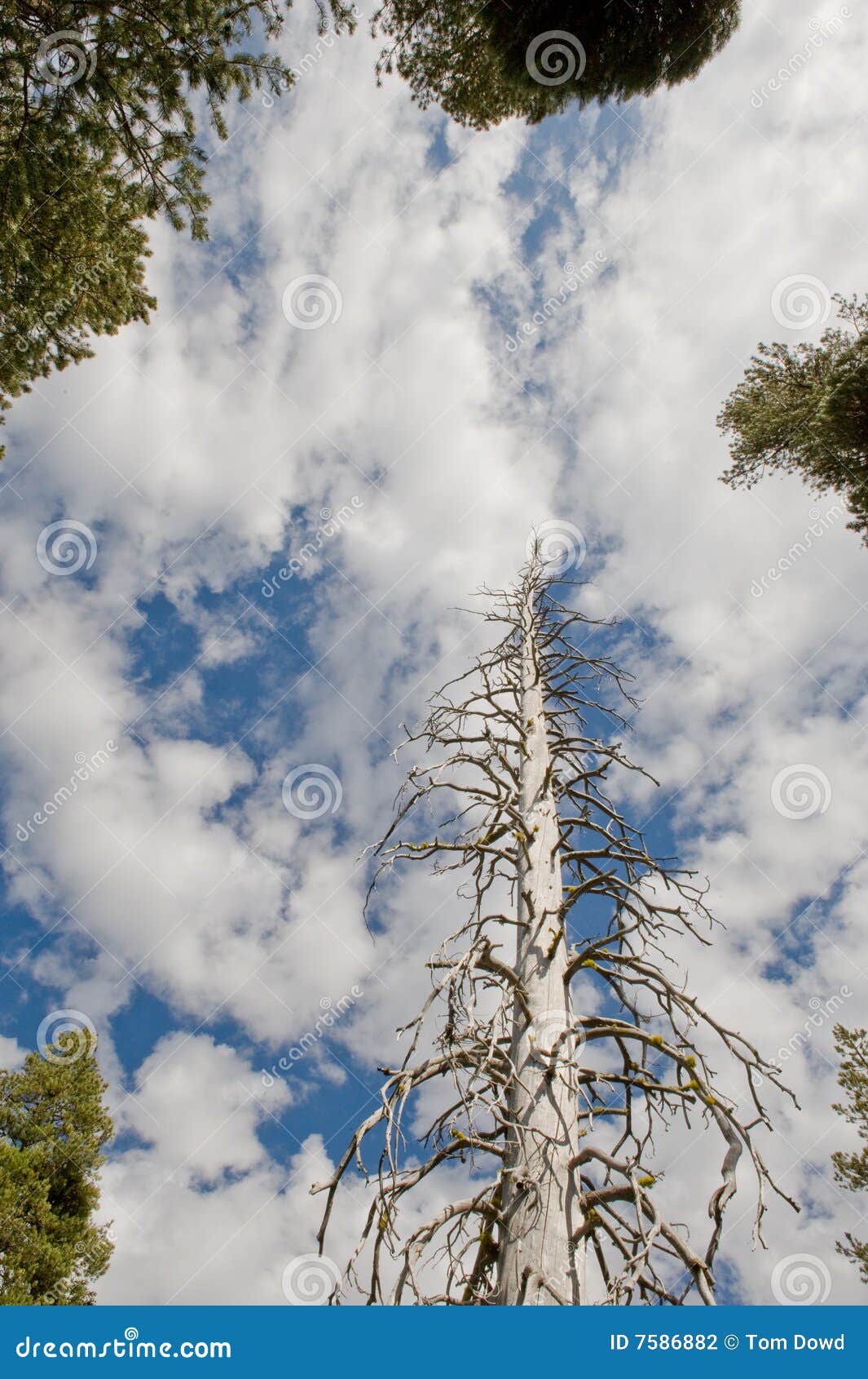 View of trees against sky stock photo. Image of limbs - 7586882