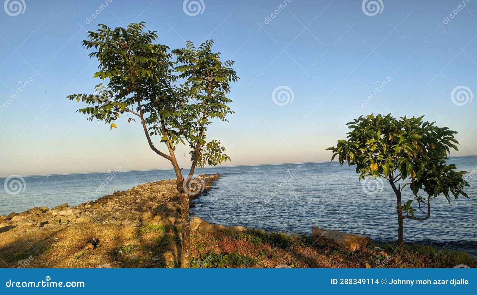 View of Trees by the Beach with Open Ocean Background Stock Photo ...