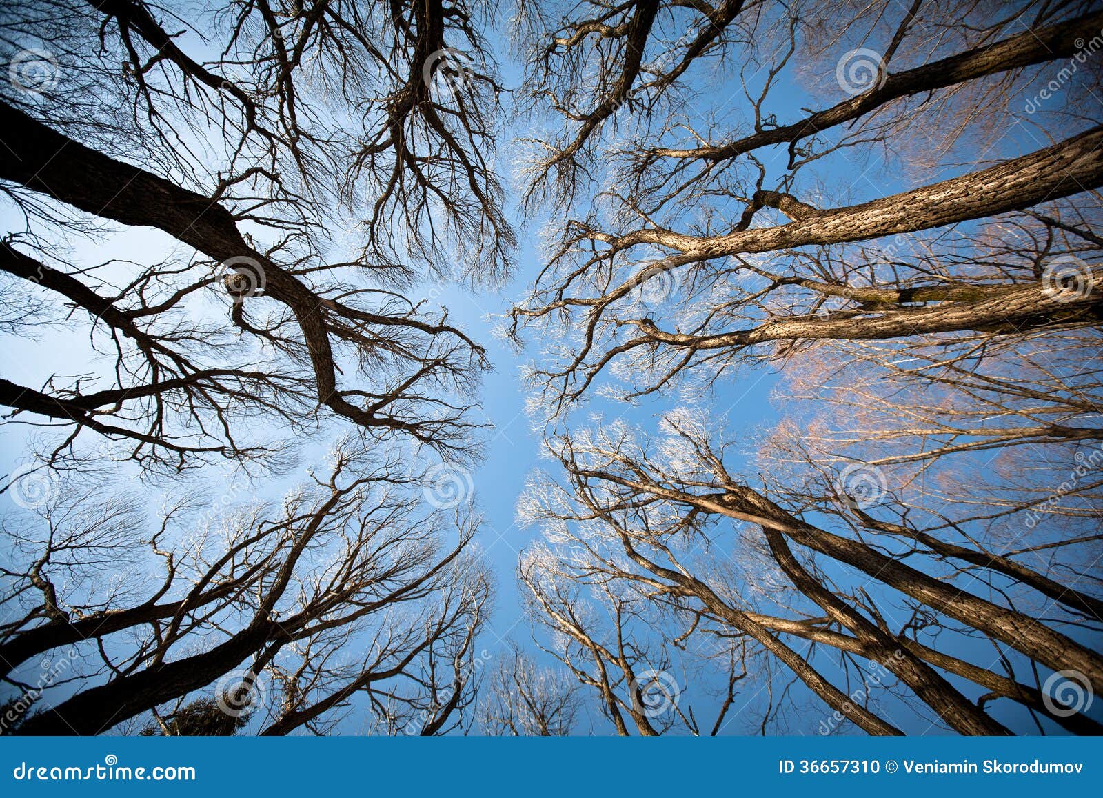 View of the Trees from Below Stock Photo - Image of bole, life: 36657310