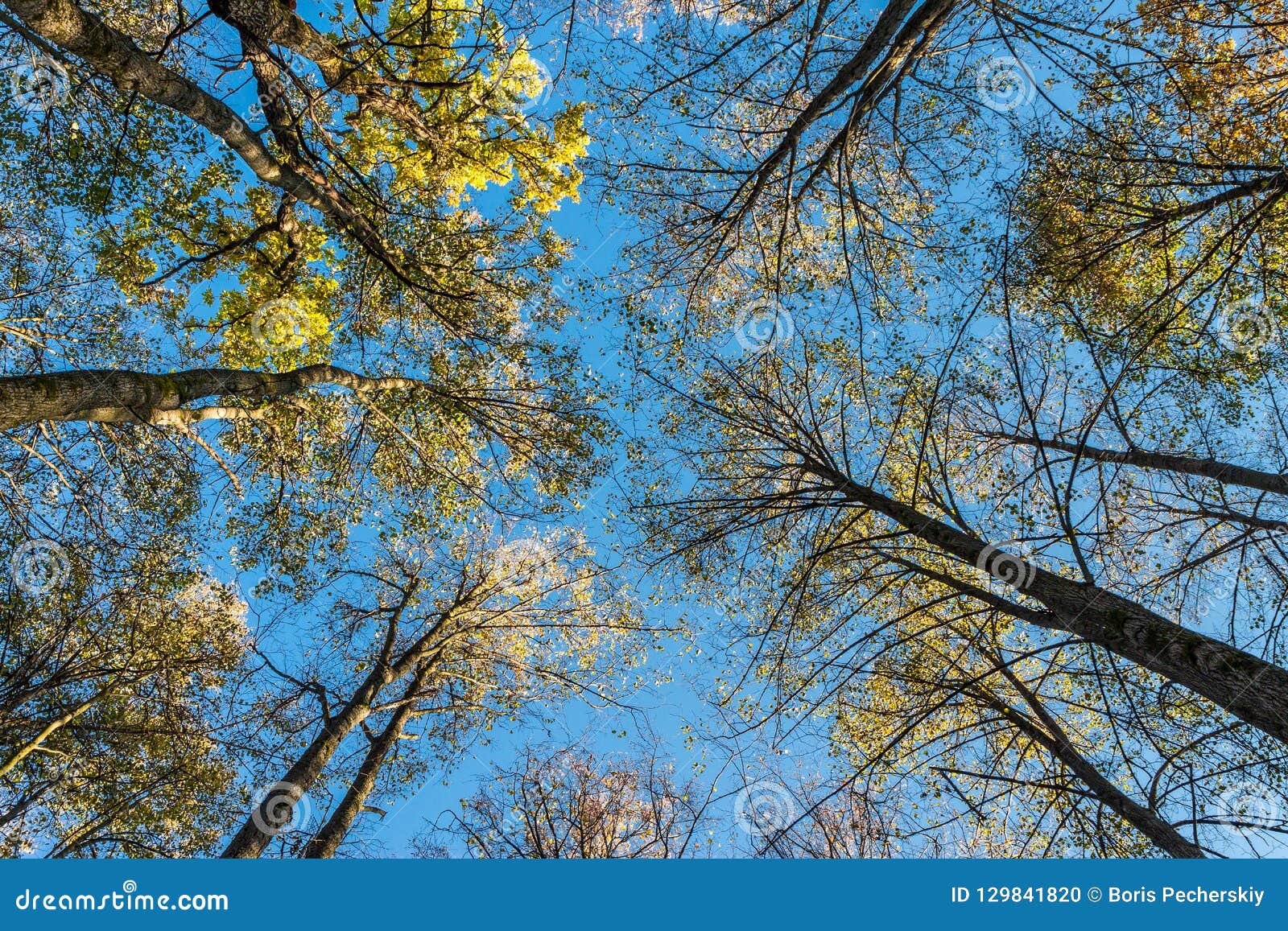 View of the trees below stock photo. Image of landscape - 129841820