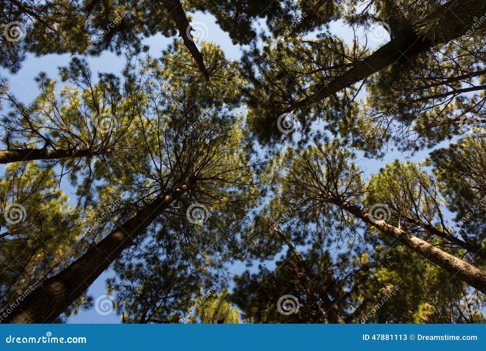 View of trees from below stock image. Image of asia, environment - 47881113