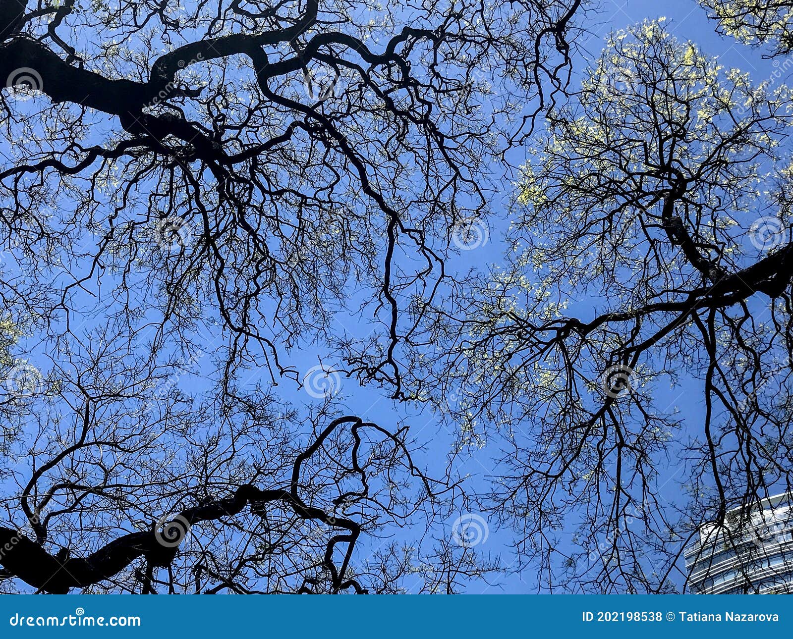 View of the Trees from the Bottom Up. Stock Photo - Image of plant ...