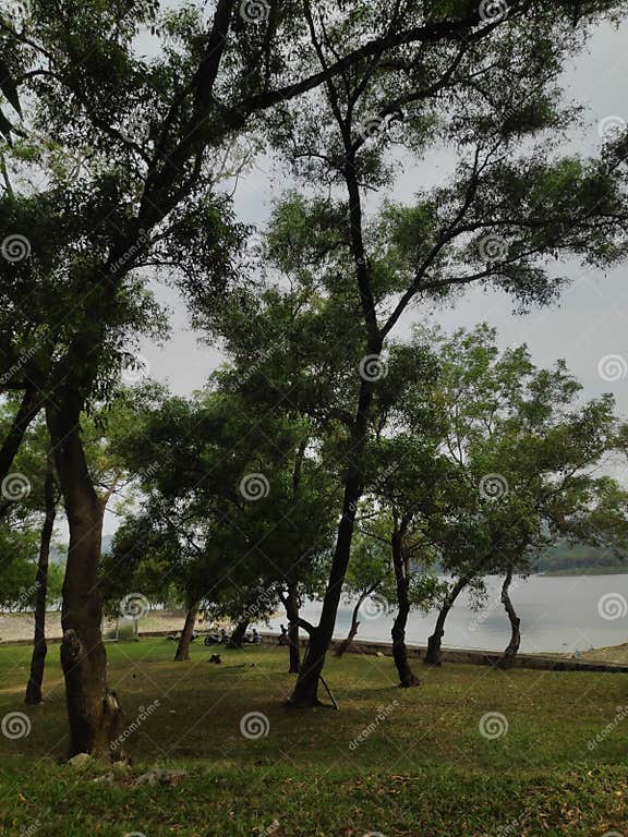 View of Trees on the Edge of the Dam Stock Image - Image of view, trees ...