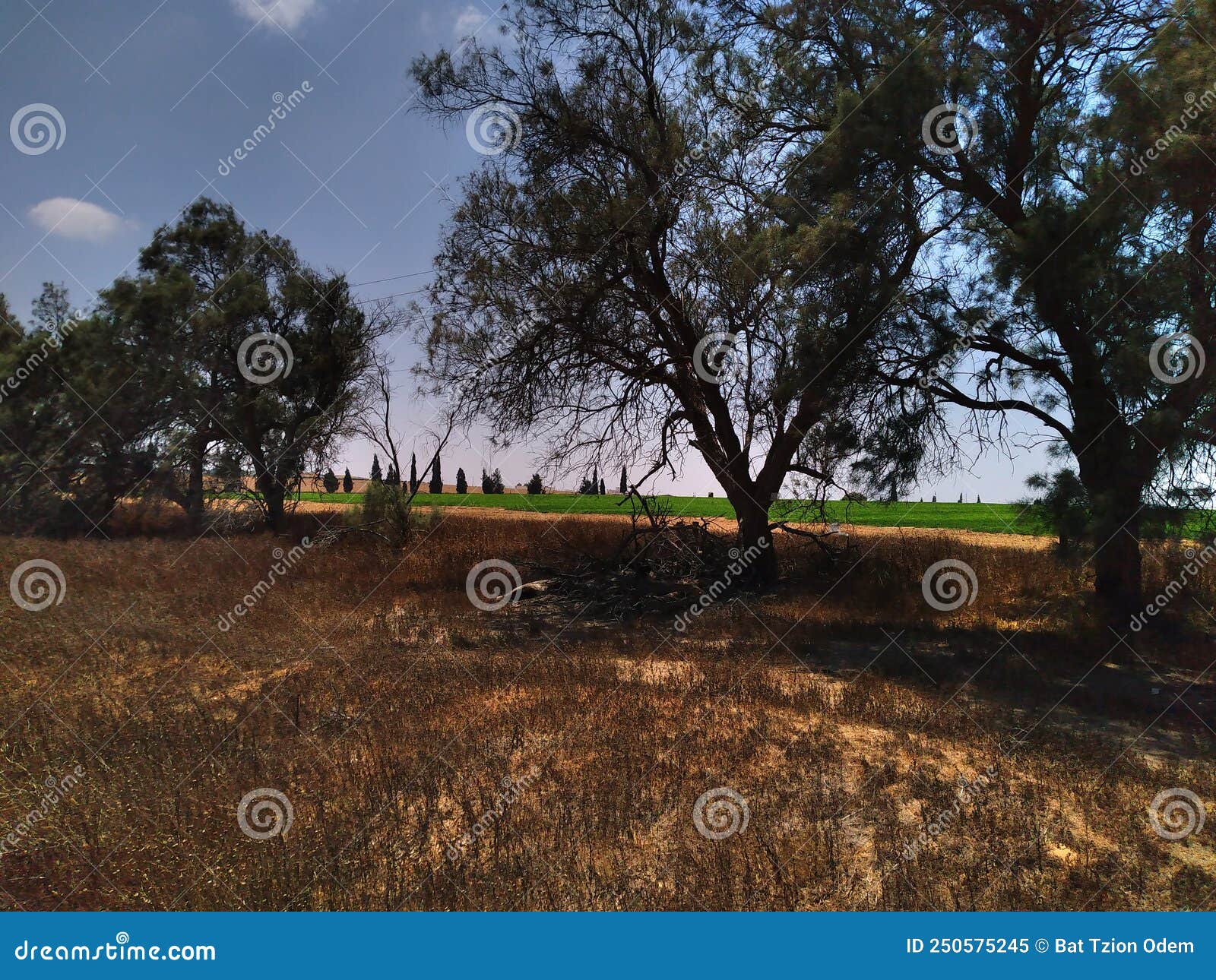 View of Trees and Fields with Games of Light and Shadow Stock Image ...