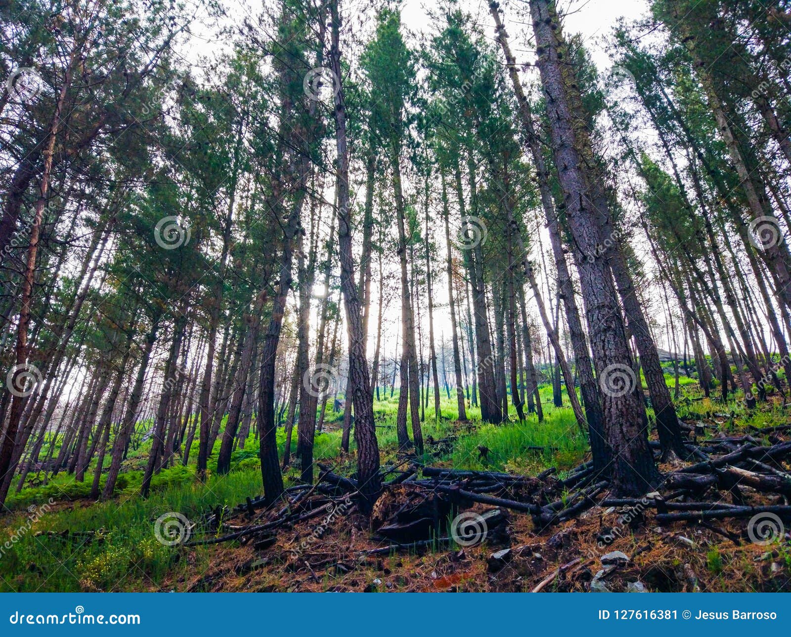 View of Trees in a Forest with Sun Rays Crossing through Branches Stock ...