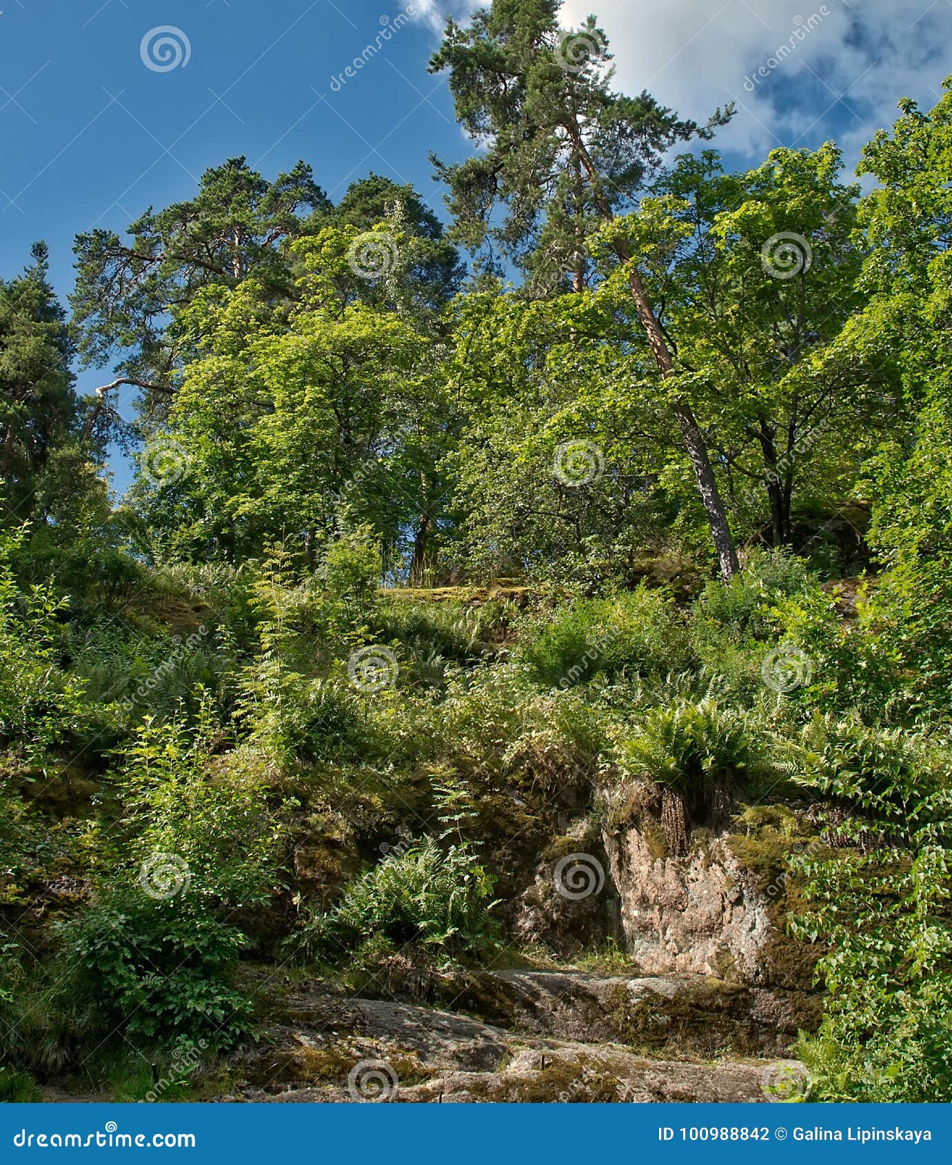 Trees Growing on a Rock and in Canyons Stock Photo - Image of ecology ...
