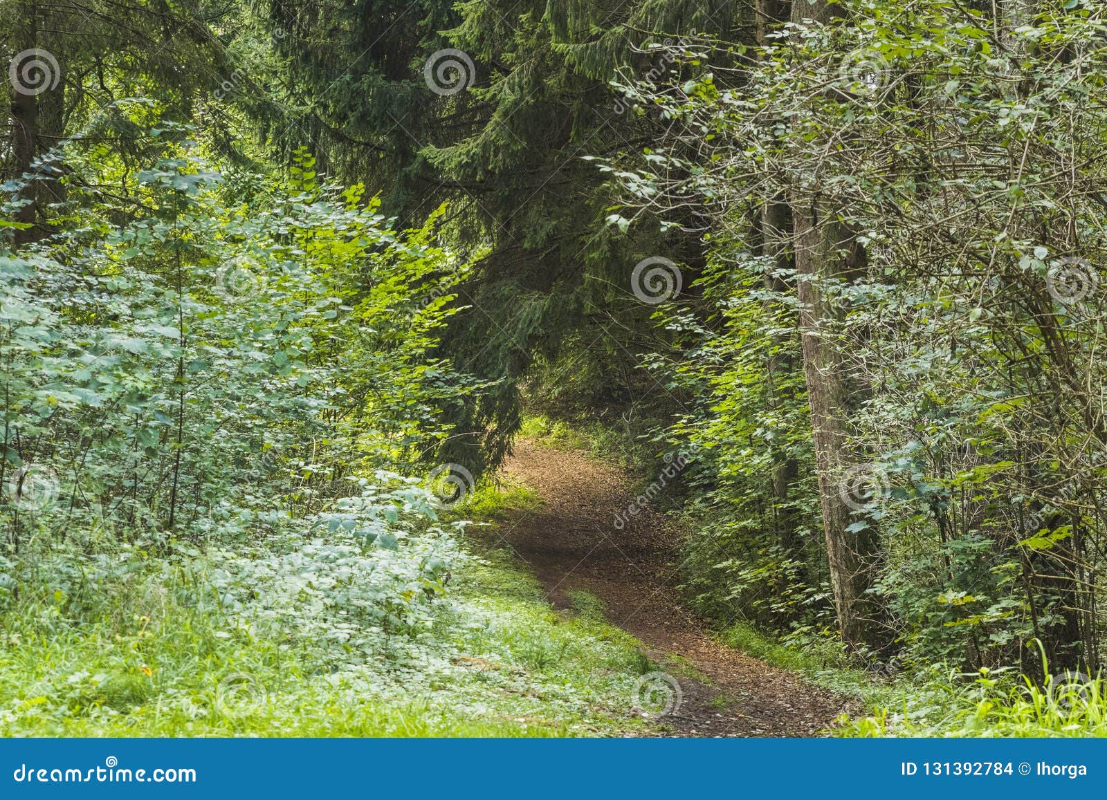 View of Trees from Inside a Forest Stock Photo - Image of field, inside ...