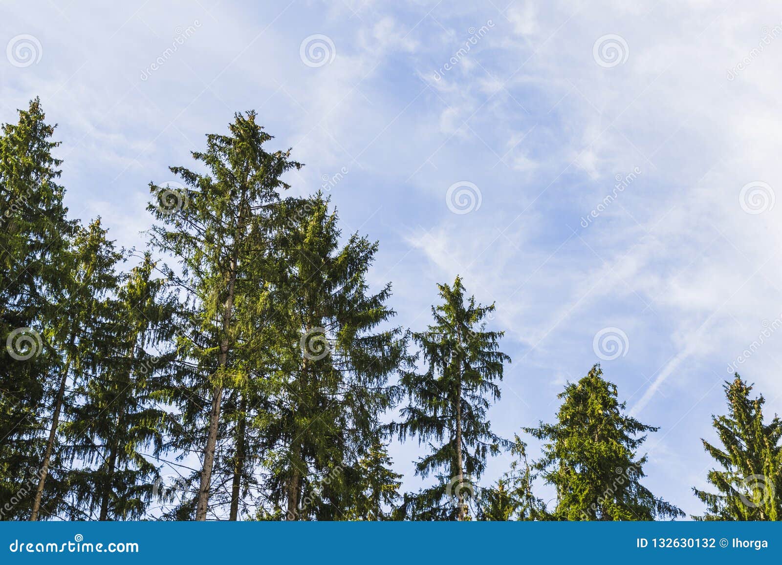 View of Trees from Inside a Forest Stock Photo - Image of foliage, park ...