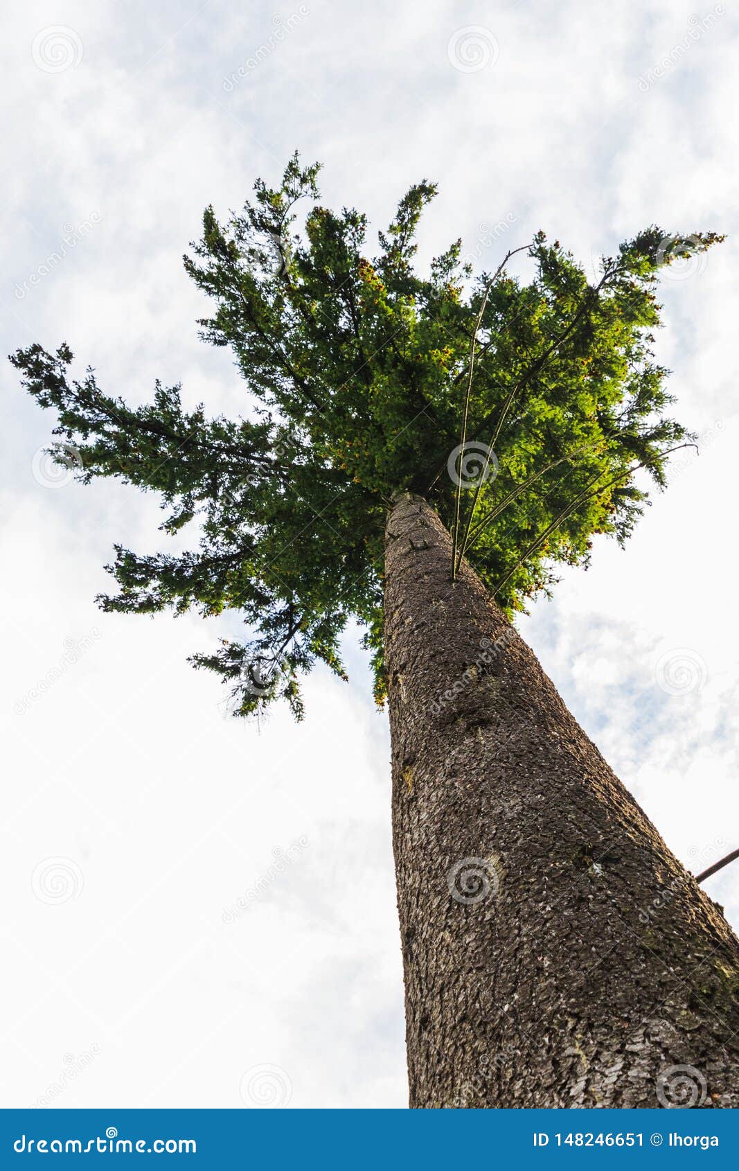 View of Trees from Inside a Forest Stock Image - Image of garden ...