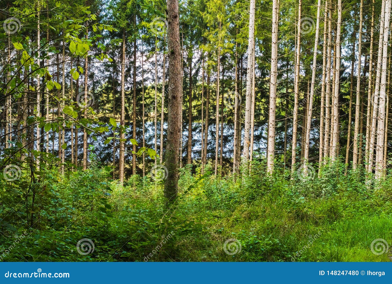View of Trees from Inside a Forest Stock Photo - Image of foliage ...