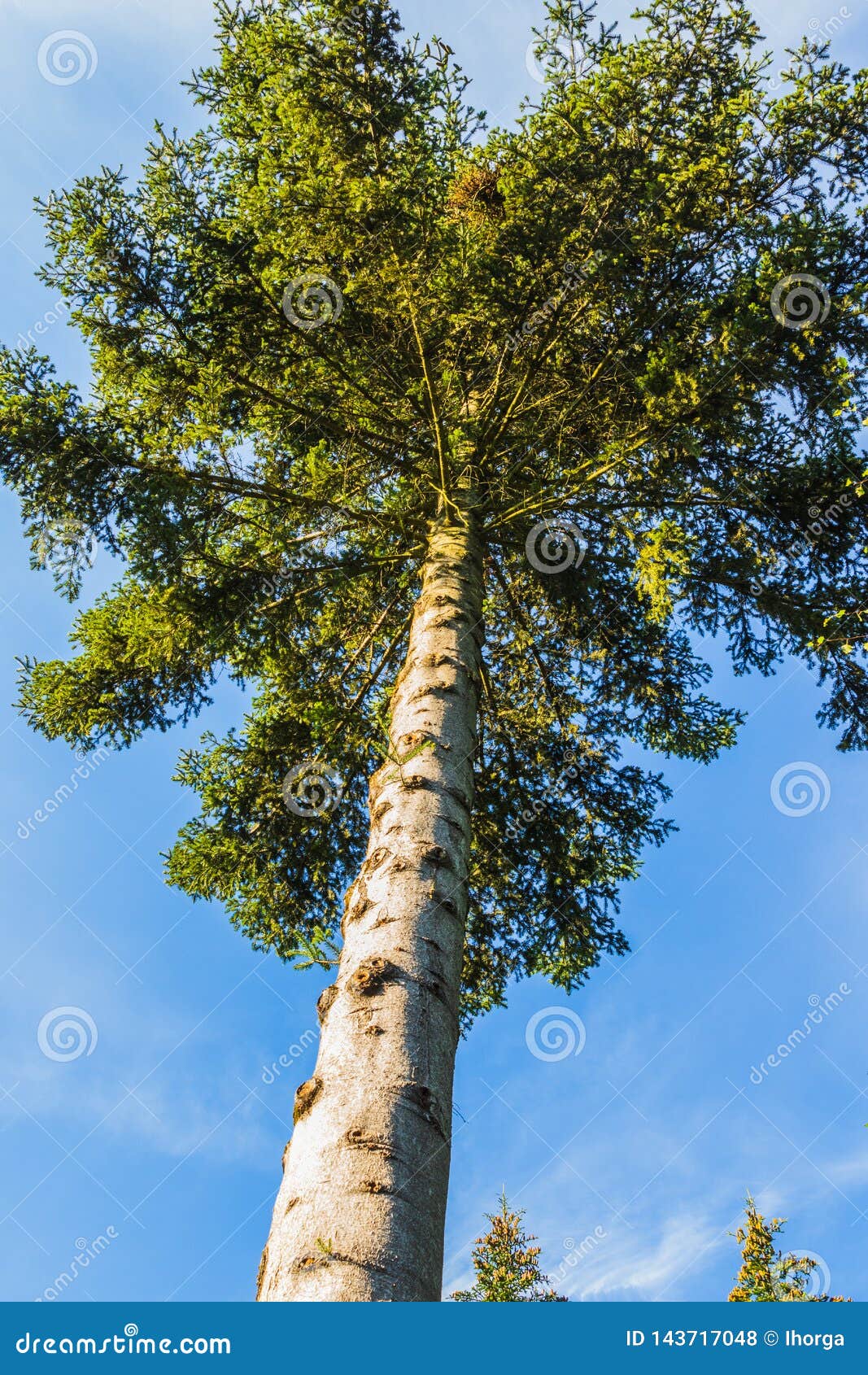 View of Trees from Inside a Forest Stock Photo - Image of landscape ...