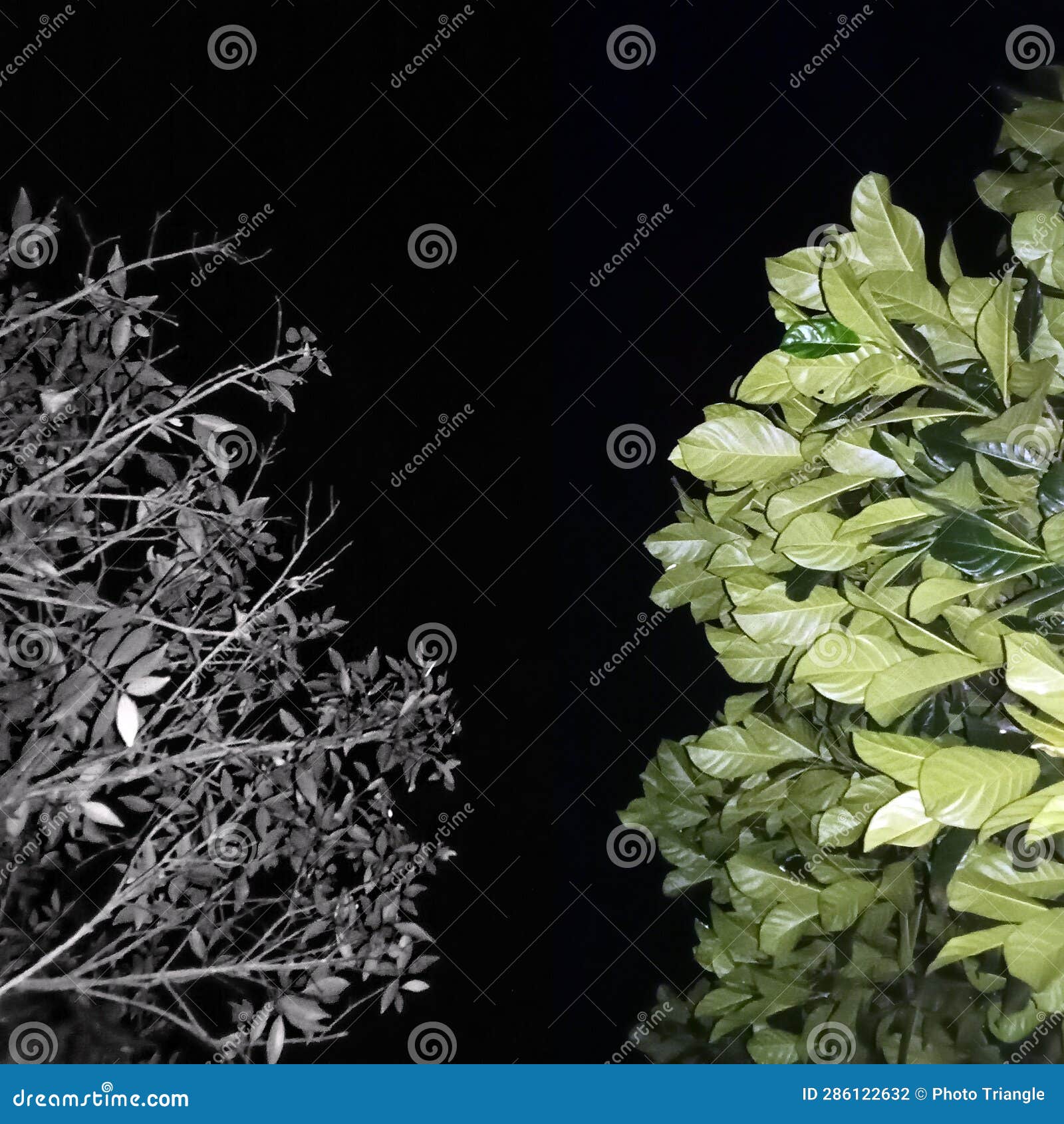 View of Trees with Light from Below Stock Photo - Image of bright ...