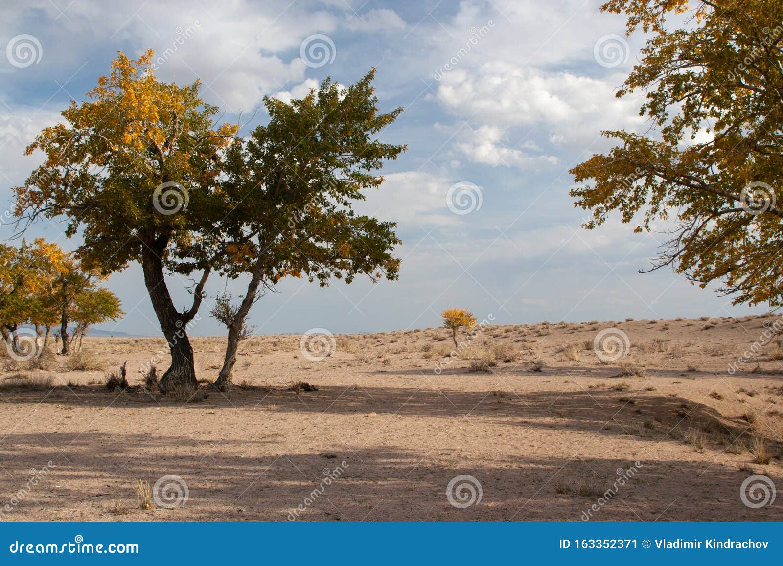 View on trees in Mongolia stock image. Image of travel - 163352371