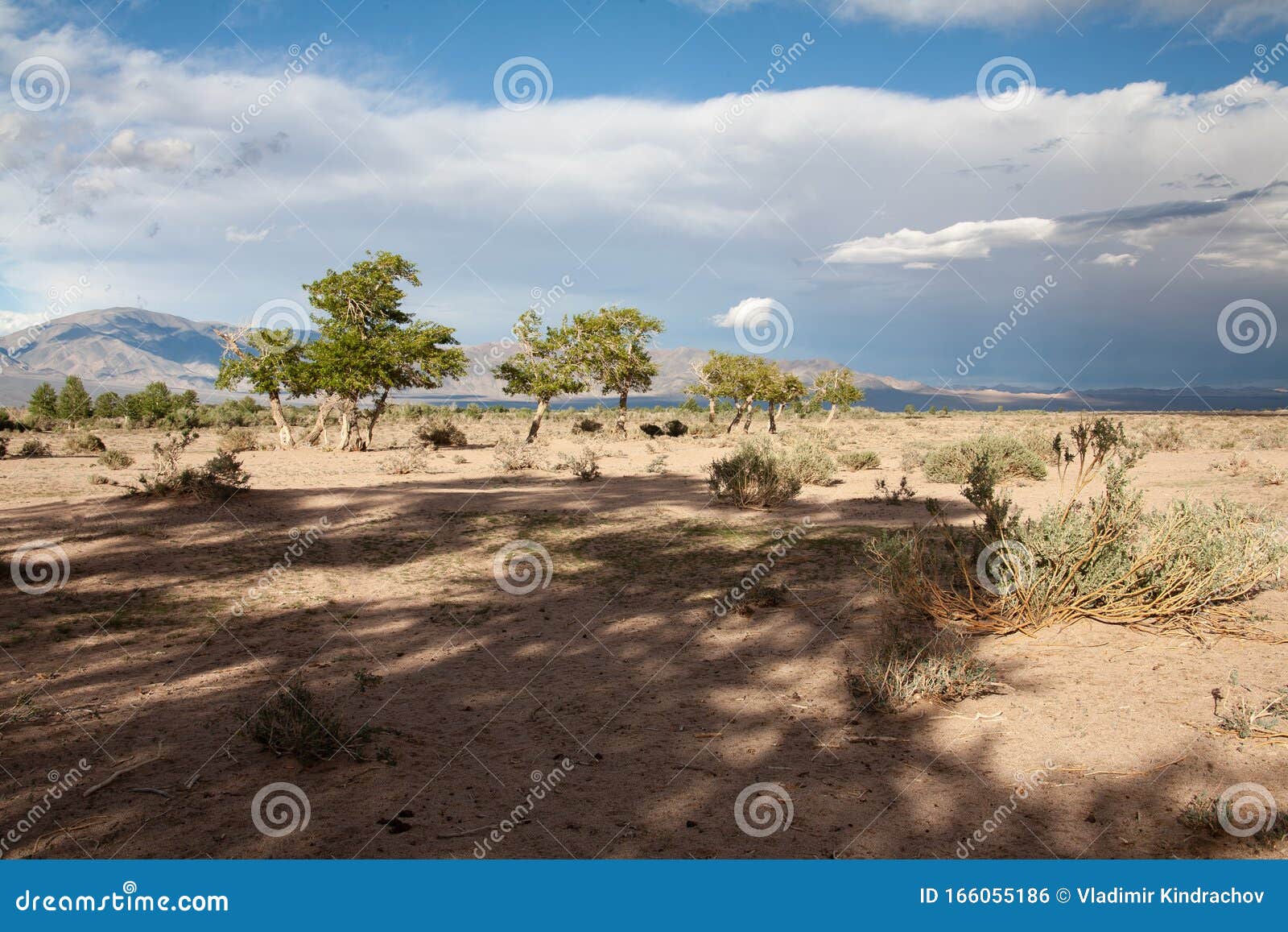 View on trees in Mongolia stock photo. Image of outdoor - 166055186