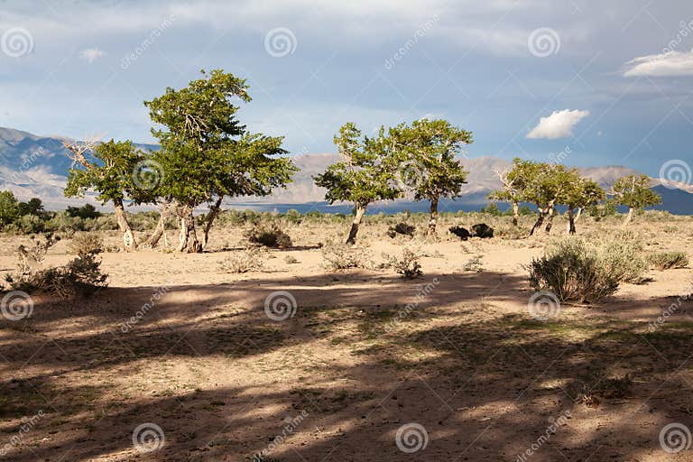 View on trees in Mongolia stock image. Image of mongolian - 166300817