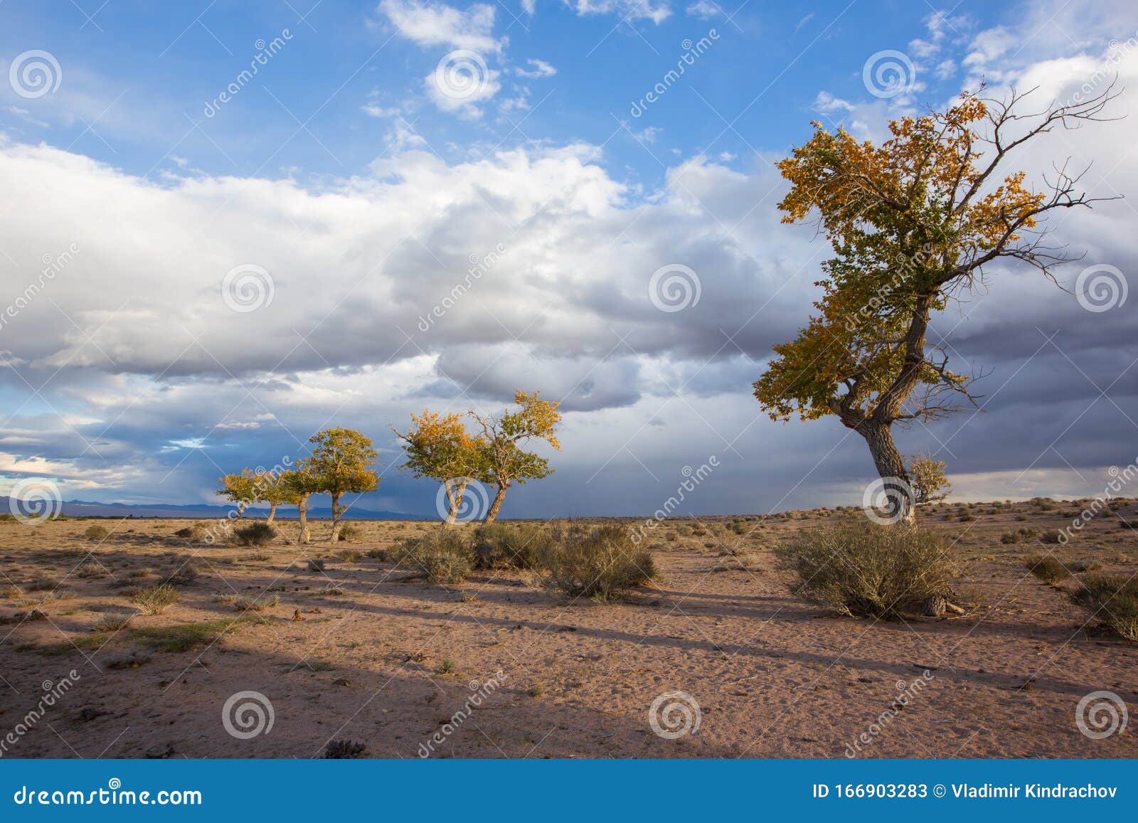 View on trees in Mongolia stock image. Image of nature - 166903283