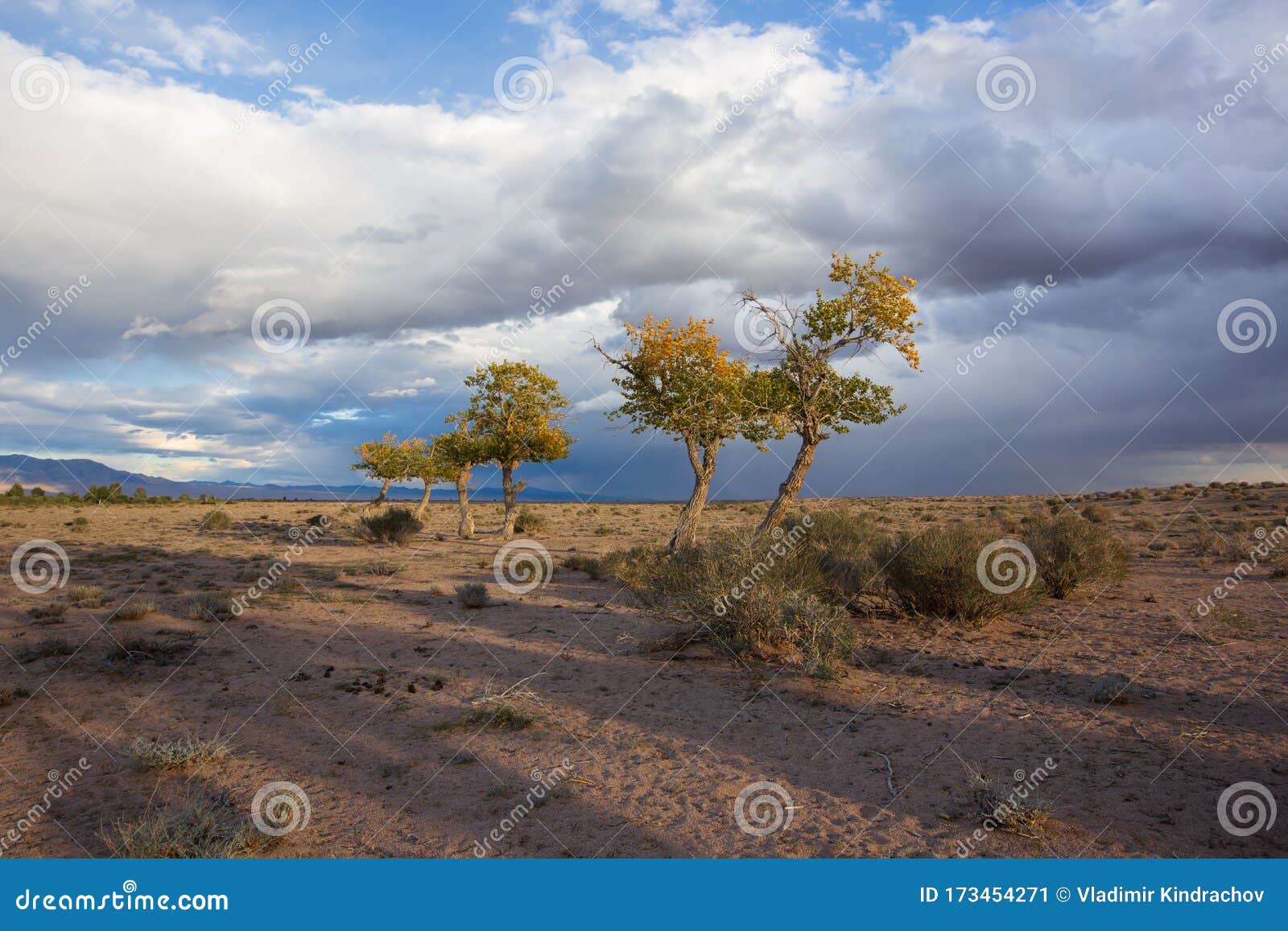 View on trees in Mongolia stock image. Image of china - 173454271