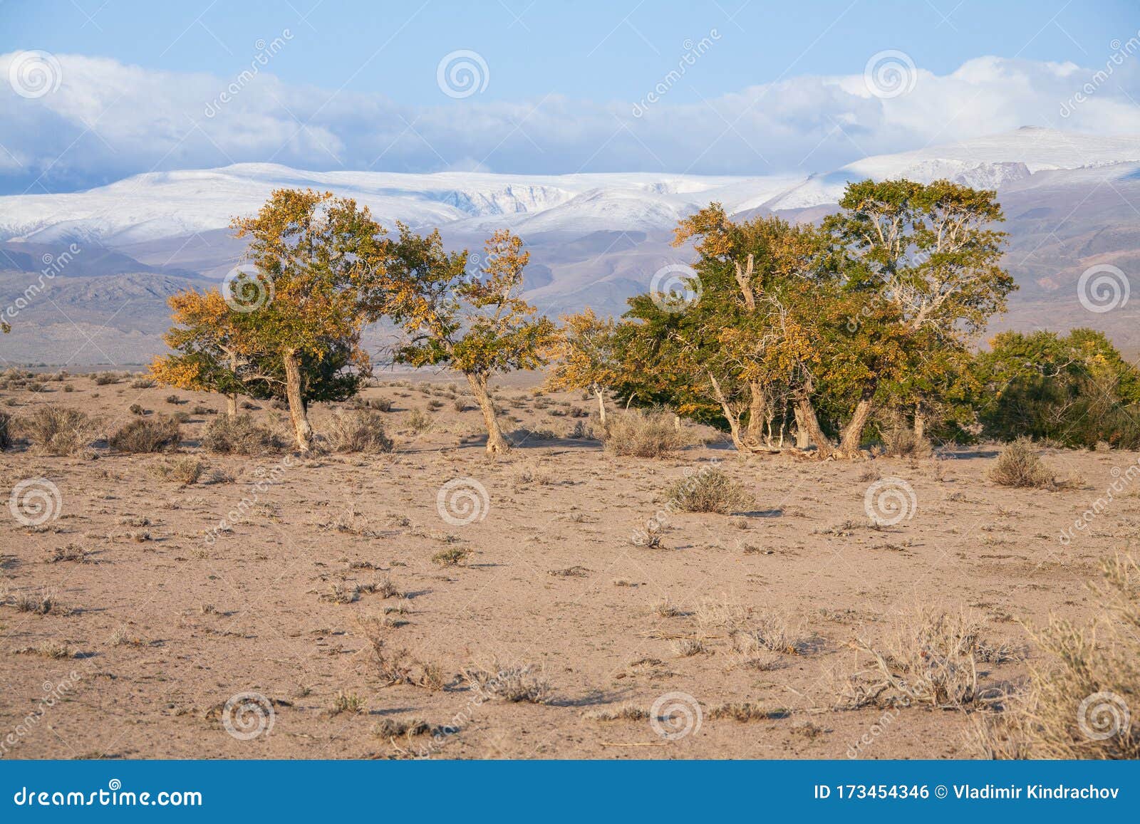 View on trees in Mongolia stock photo. Image of meadow - 173454346