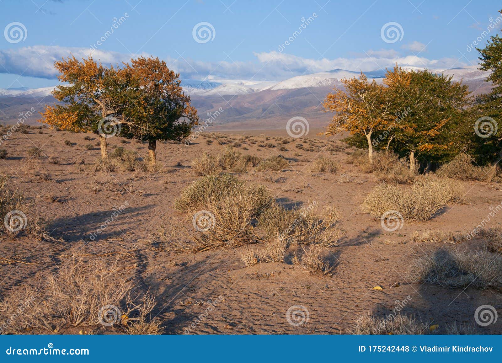 View on trees in Mongolia stock photo. Image of blue - 175242448