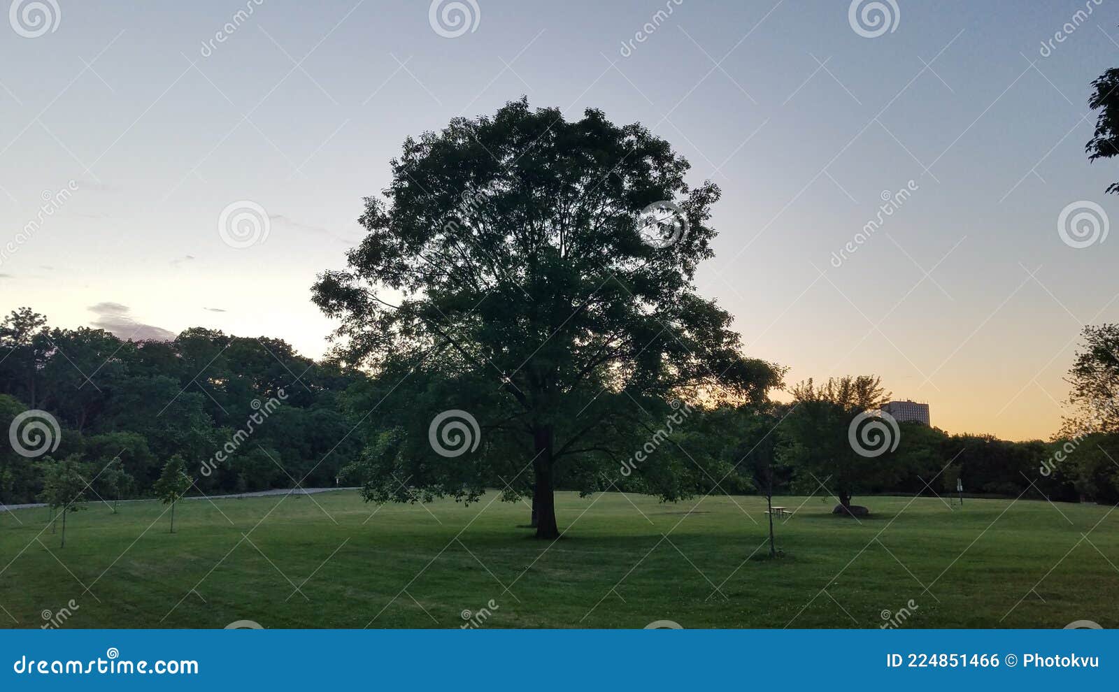 Tree in a Park during Sunset Stock Photo - Image of park, grass: 224851466