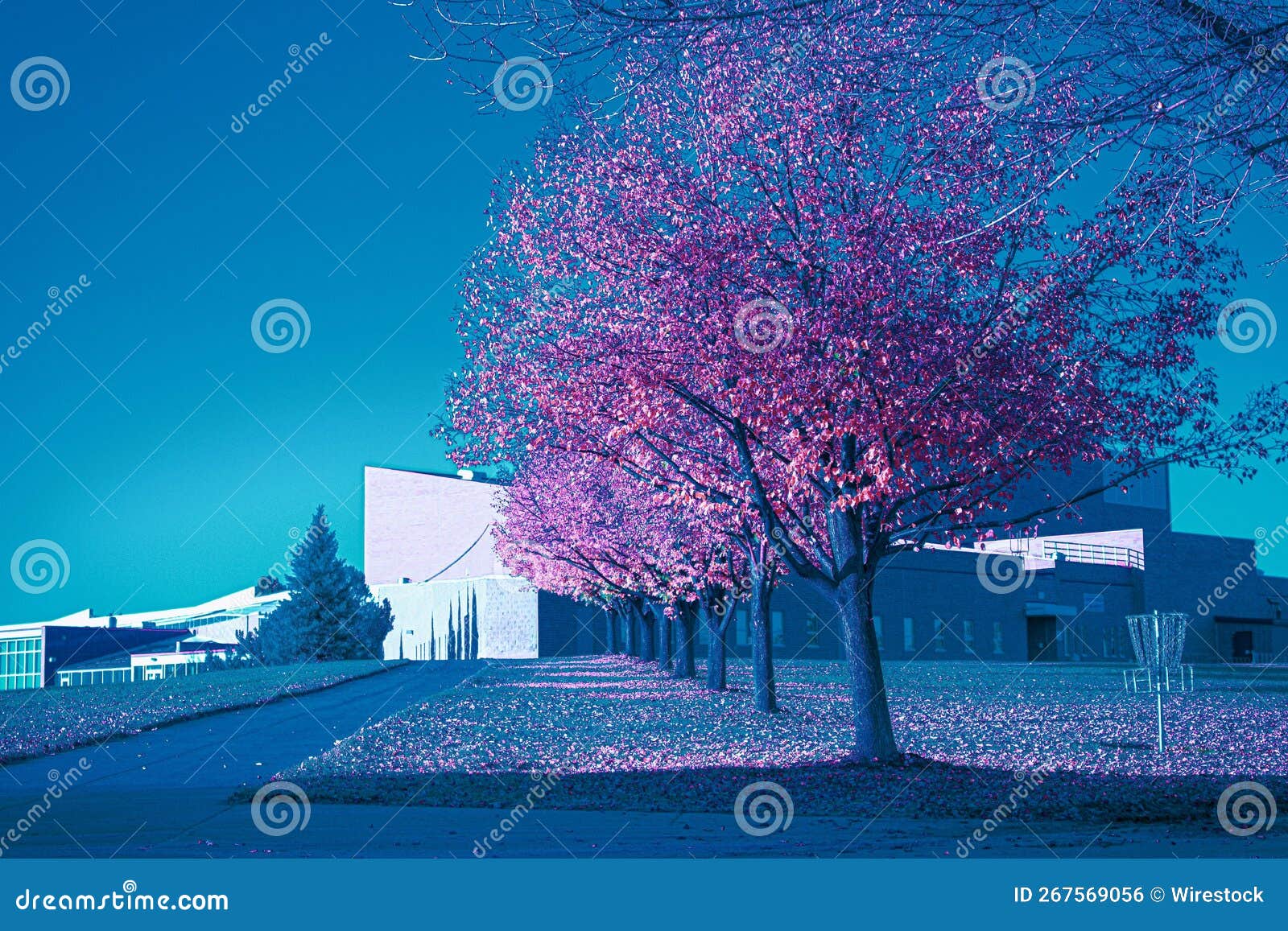 View of the Trees with Pink Leaves Stock Photo - Image of season ...