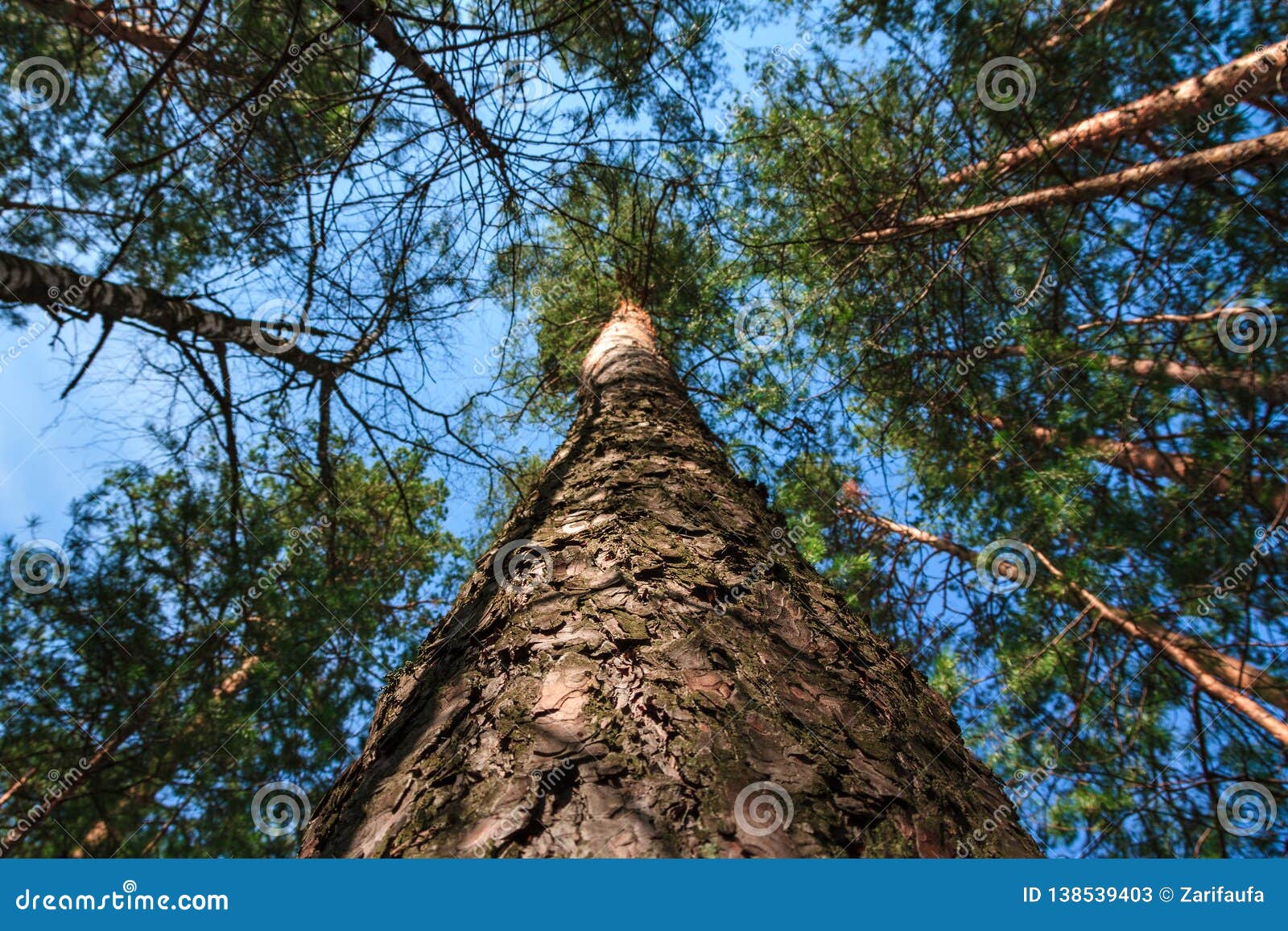 View at Trees Tops from Below Trunk Stock Image - Image of foliage ...