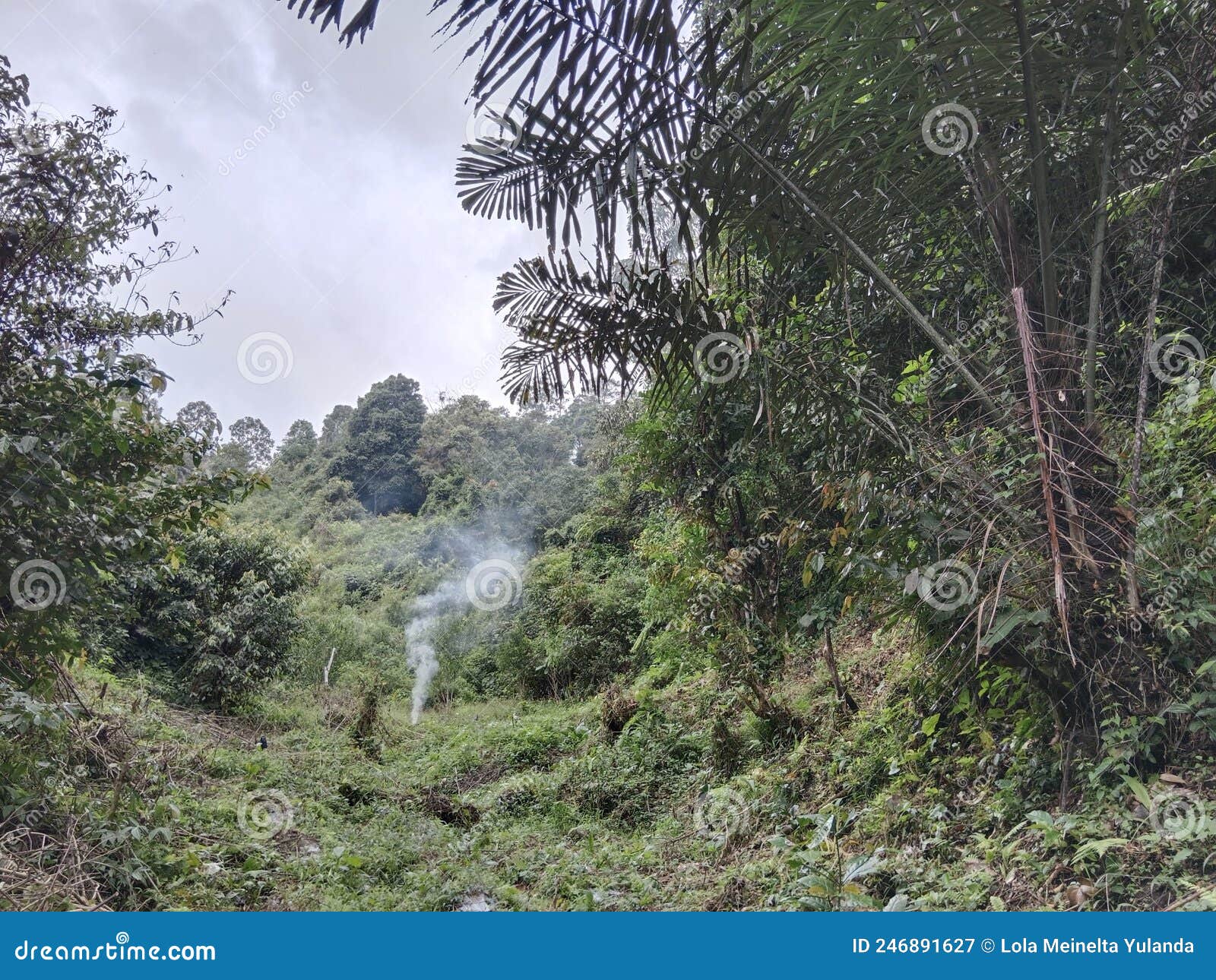 The View of the Trees in a Very Bushy Forest Stock Image - Image of ...