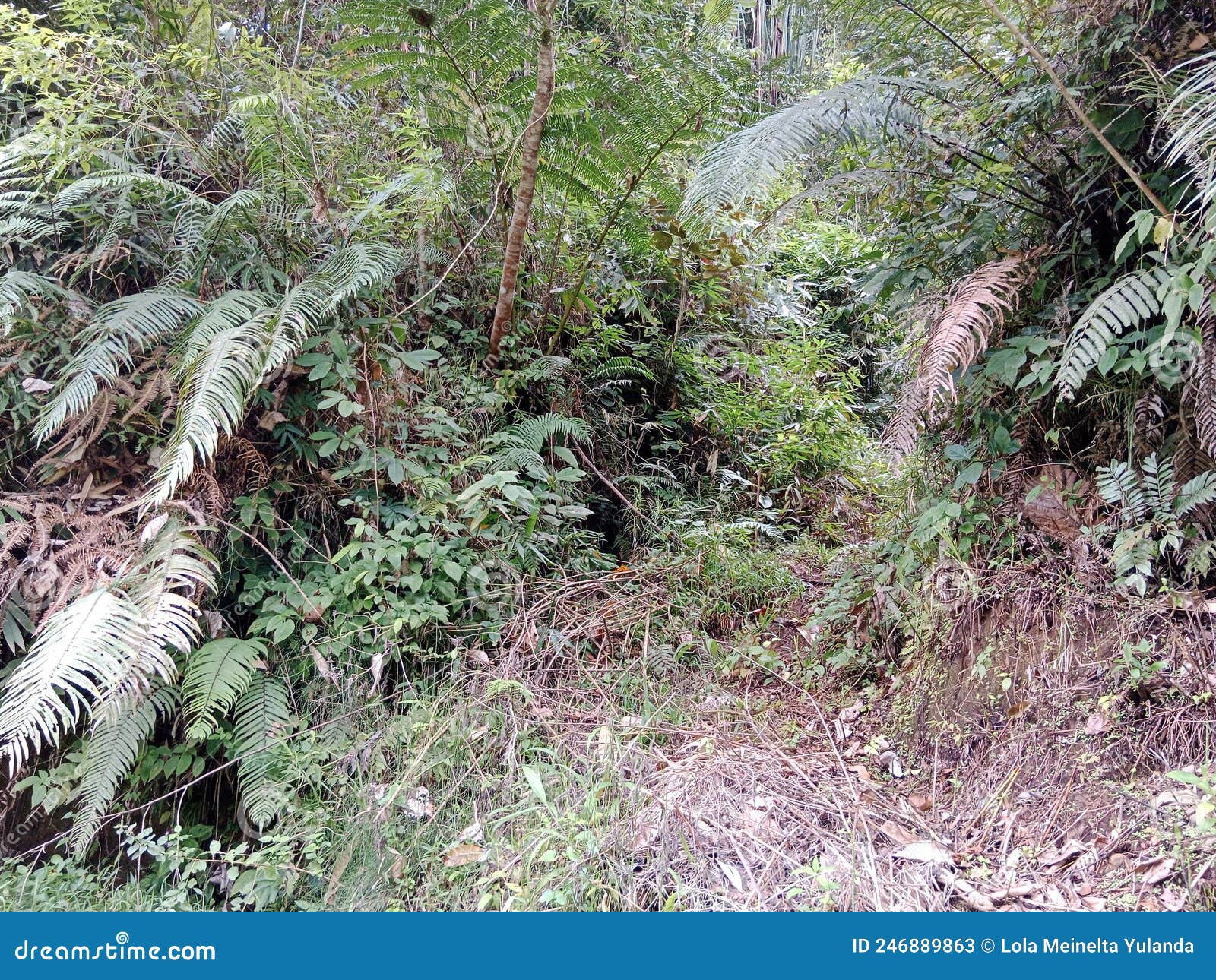 The View of the Trees in a Very Bushy Forest Stock Image - Image of ...