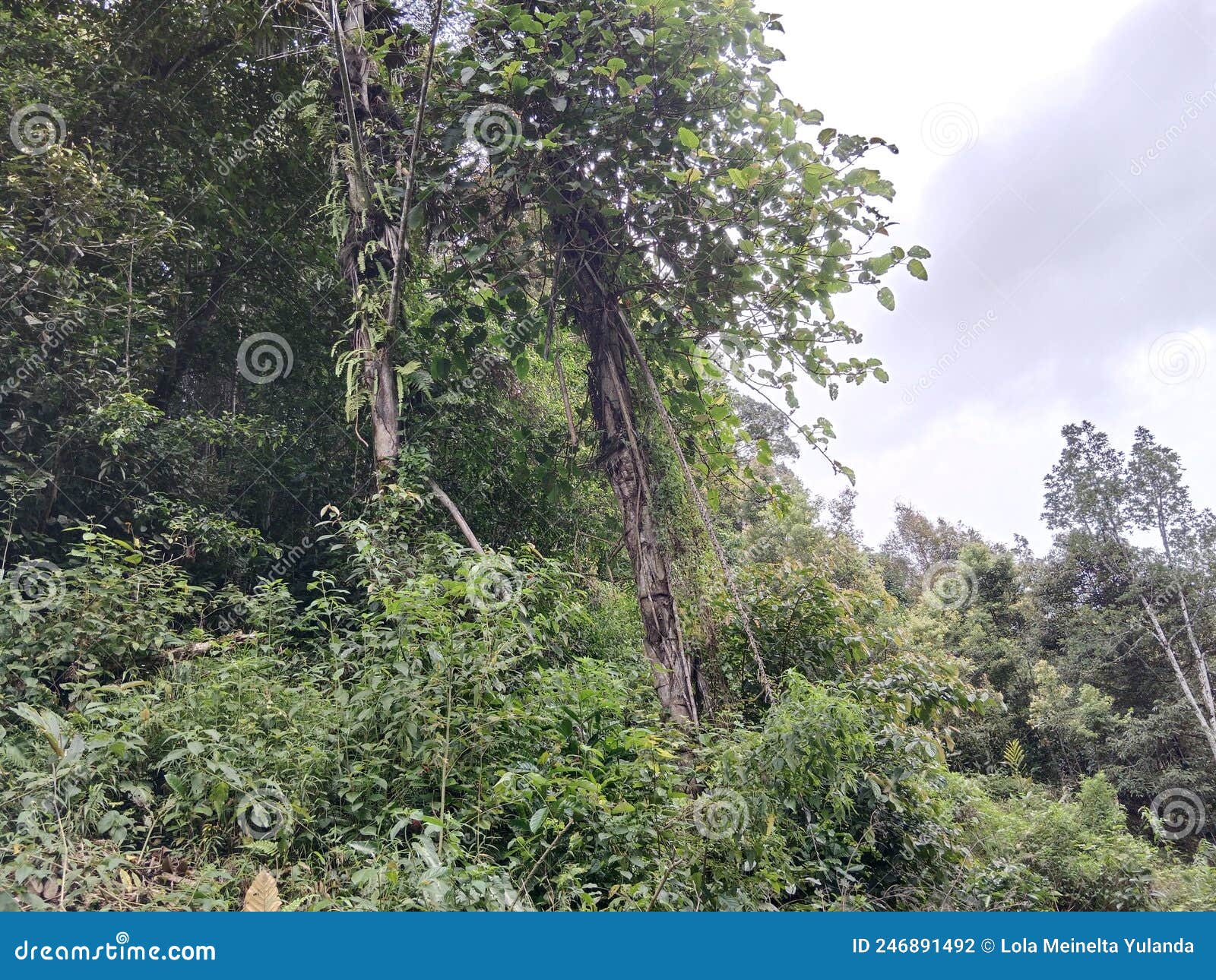 The View of the Trees in a Very Bushy Forest Stock Photo - Image of ...