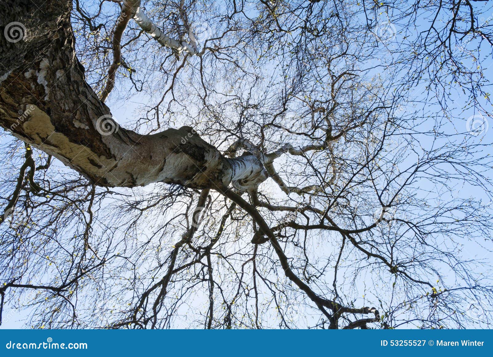 View in the Treetop of a Bare Old Birch Tree Stock Image - Image of ...