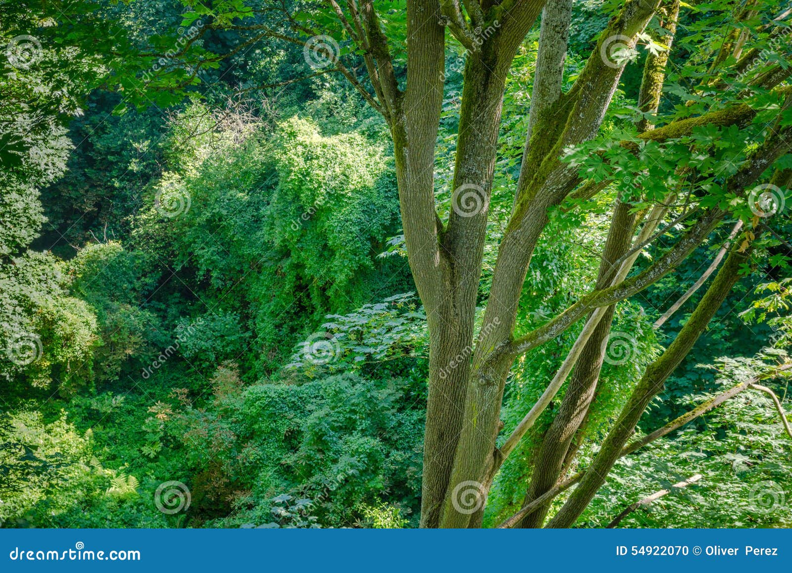 View from treetop canopy stock photo. Image of bushes - 54922070