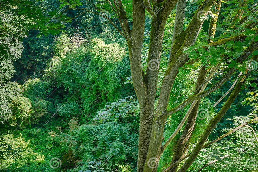 View from treetop canopy stock photo. Image of bushes - 54922070