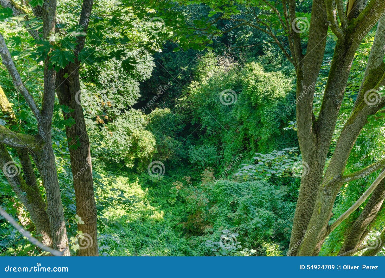 View from treetop canopy stock image. Image of greenery - 54924709