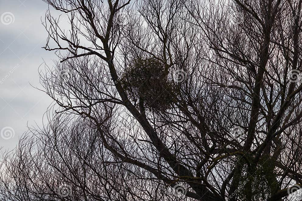 View into the Treetop. the Sky is in the Background Stock Photo - Image ...
