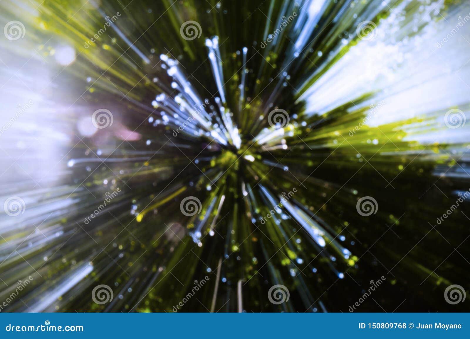 Treetops in a Forest, with a Zoom Effect Stock Photo - Image of concept ...