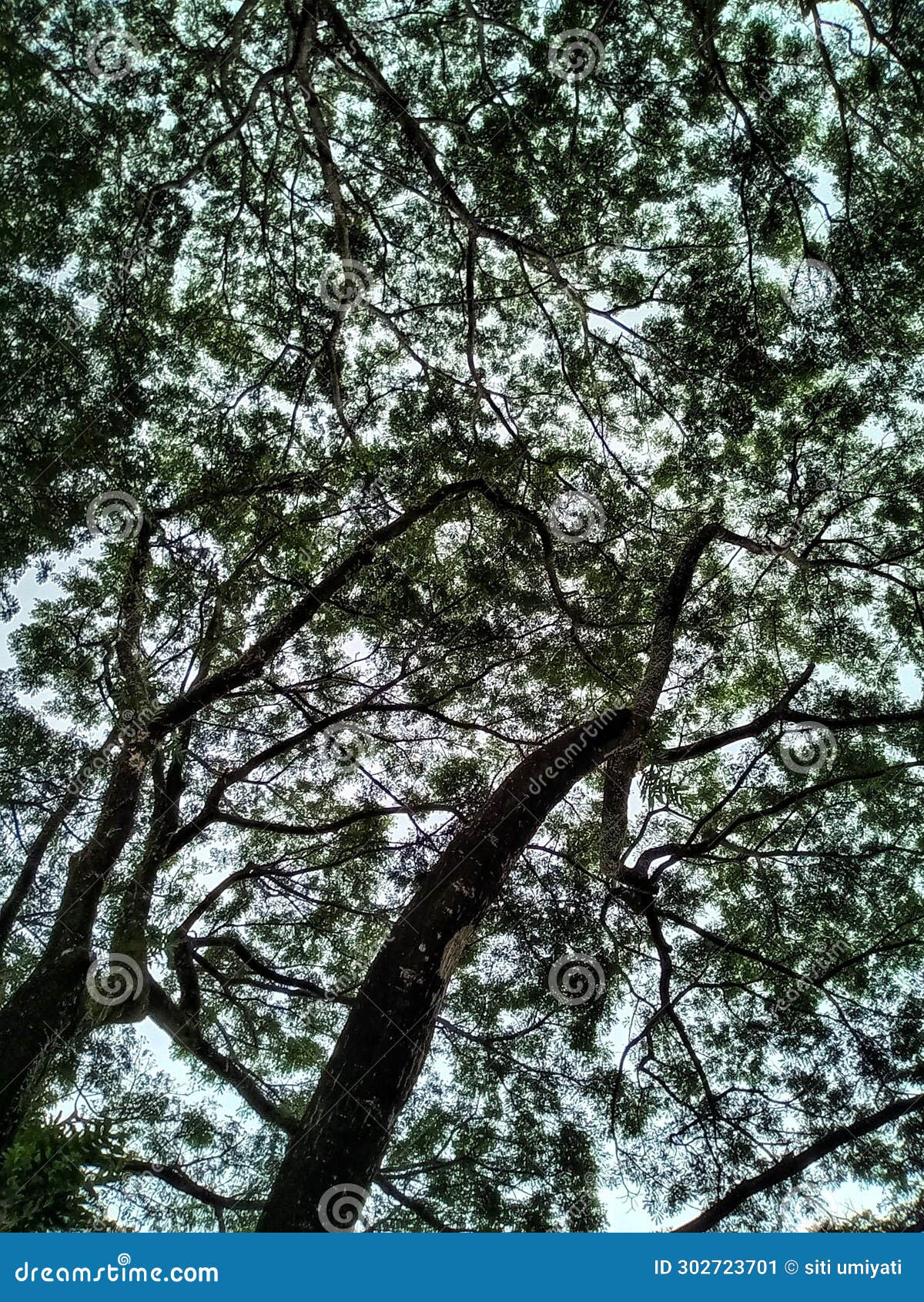 The Trembesi Tree, Or Samanea Saman Is A Great Tree For Shade. Royalty ...