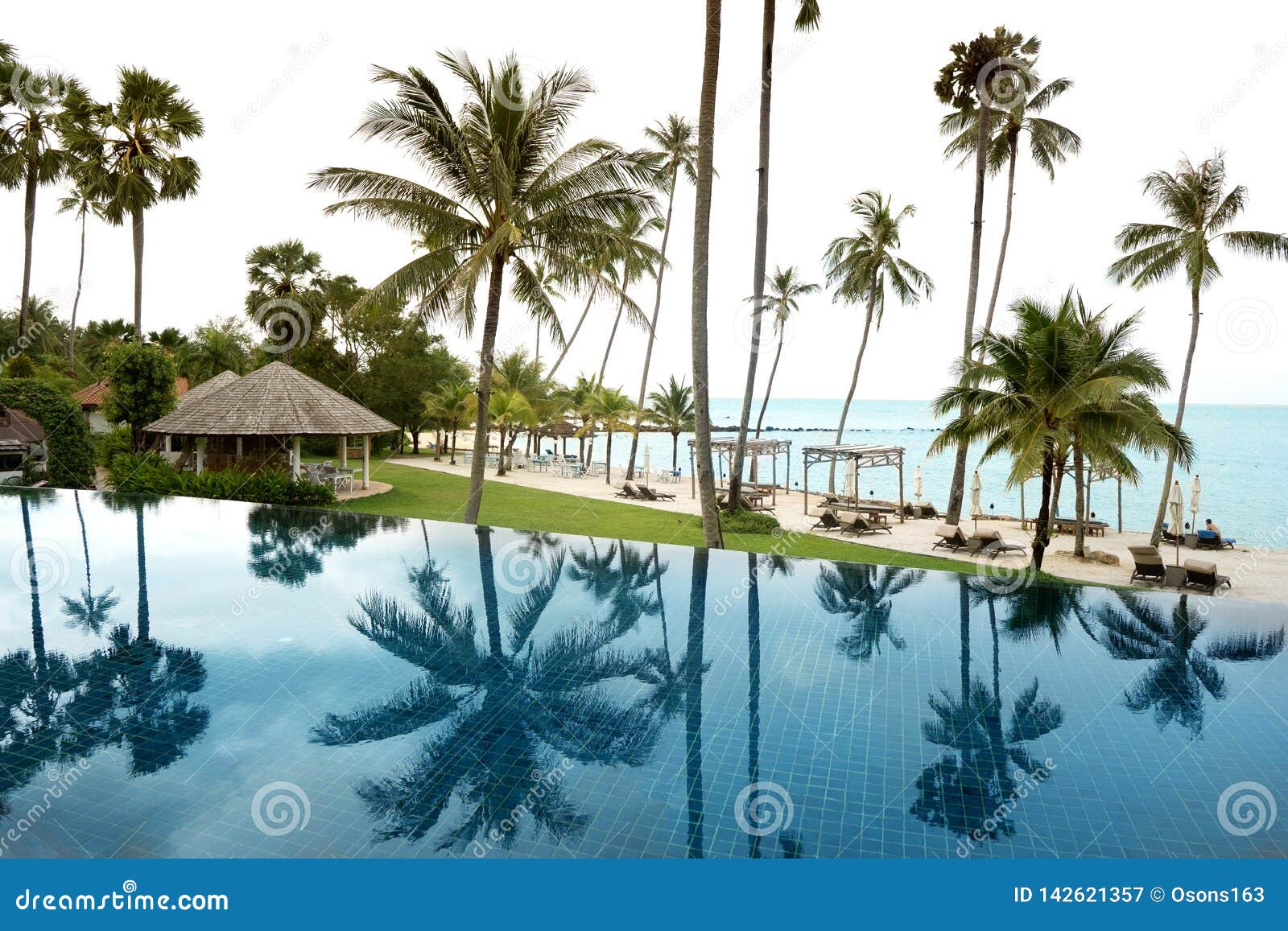 View of Tropical Palm Trees from the Pool Resort Stock Image - Image of ...