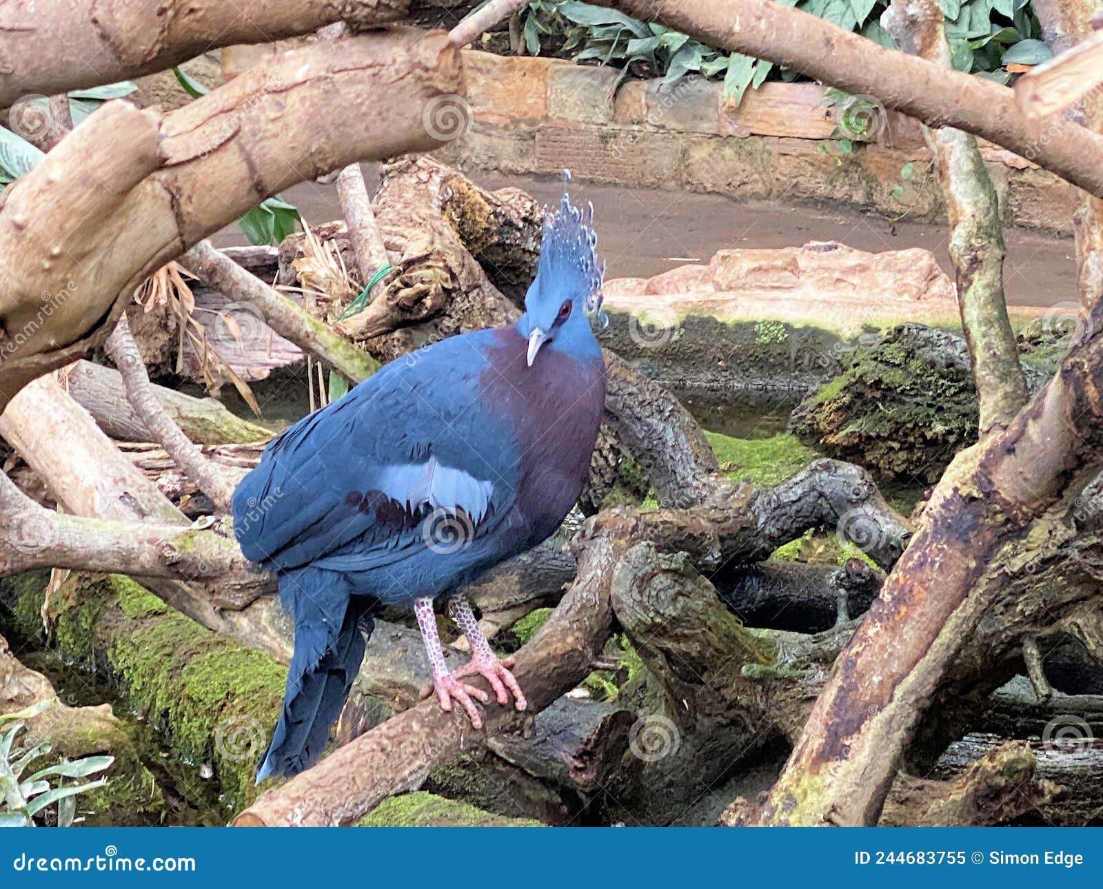 A View of a Tropical Pigeon Stock Image - Image of chester, river ...