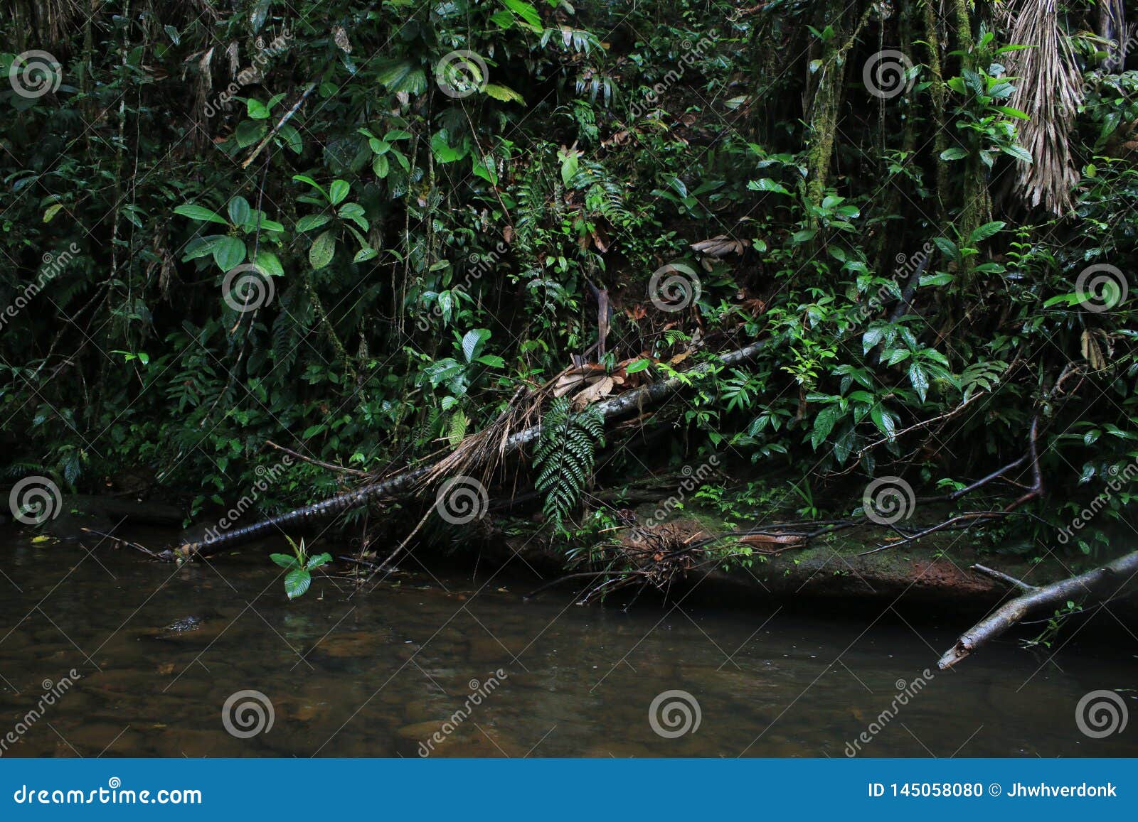Rainforest Fallen Logs Rotted Stump Moss Covered Tree Trunk Royalty ...