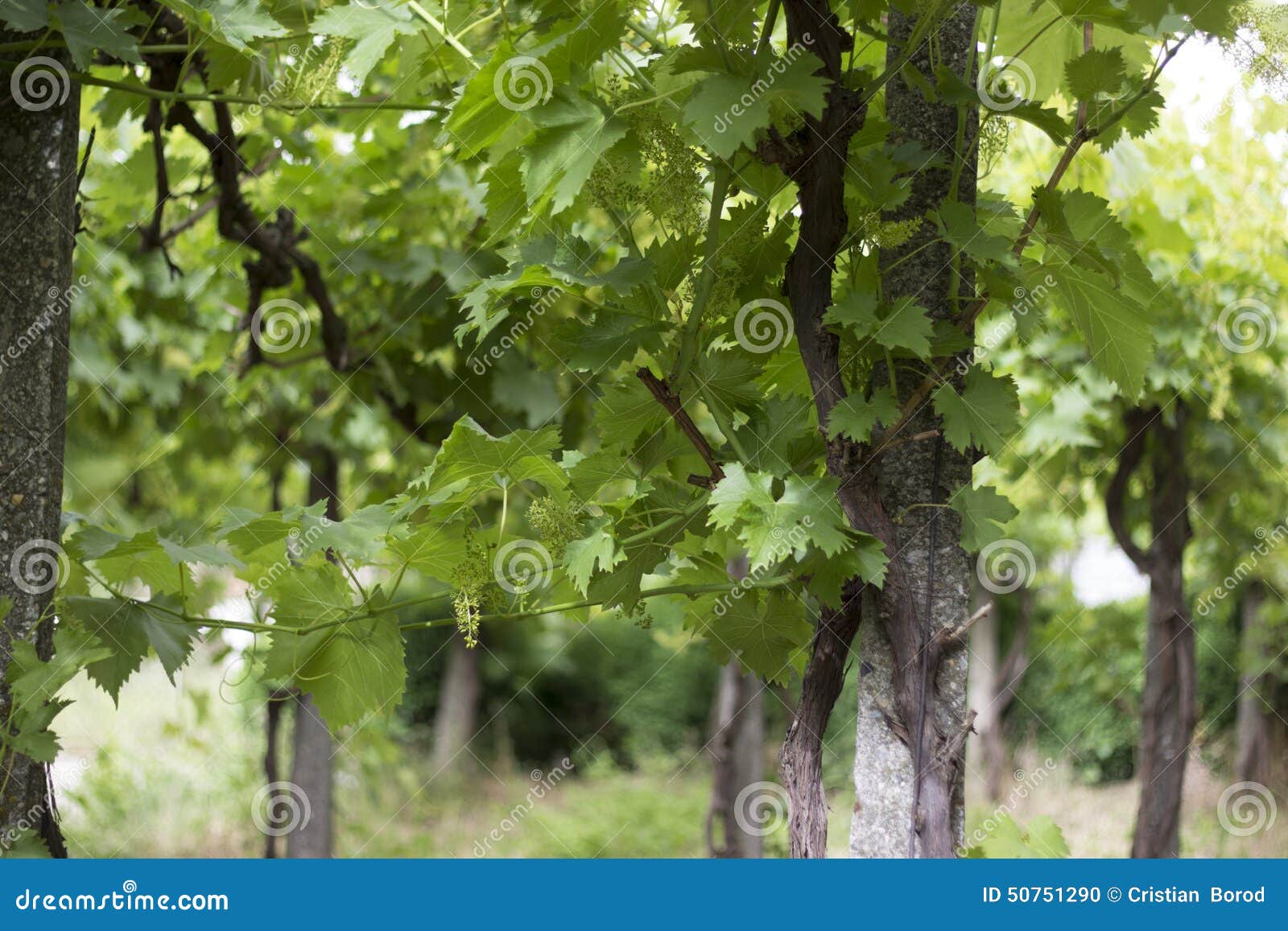 View trough the grape-vine stock photo. Image of beverage - 50751290