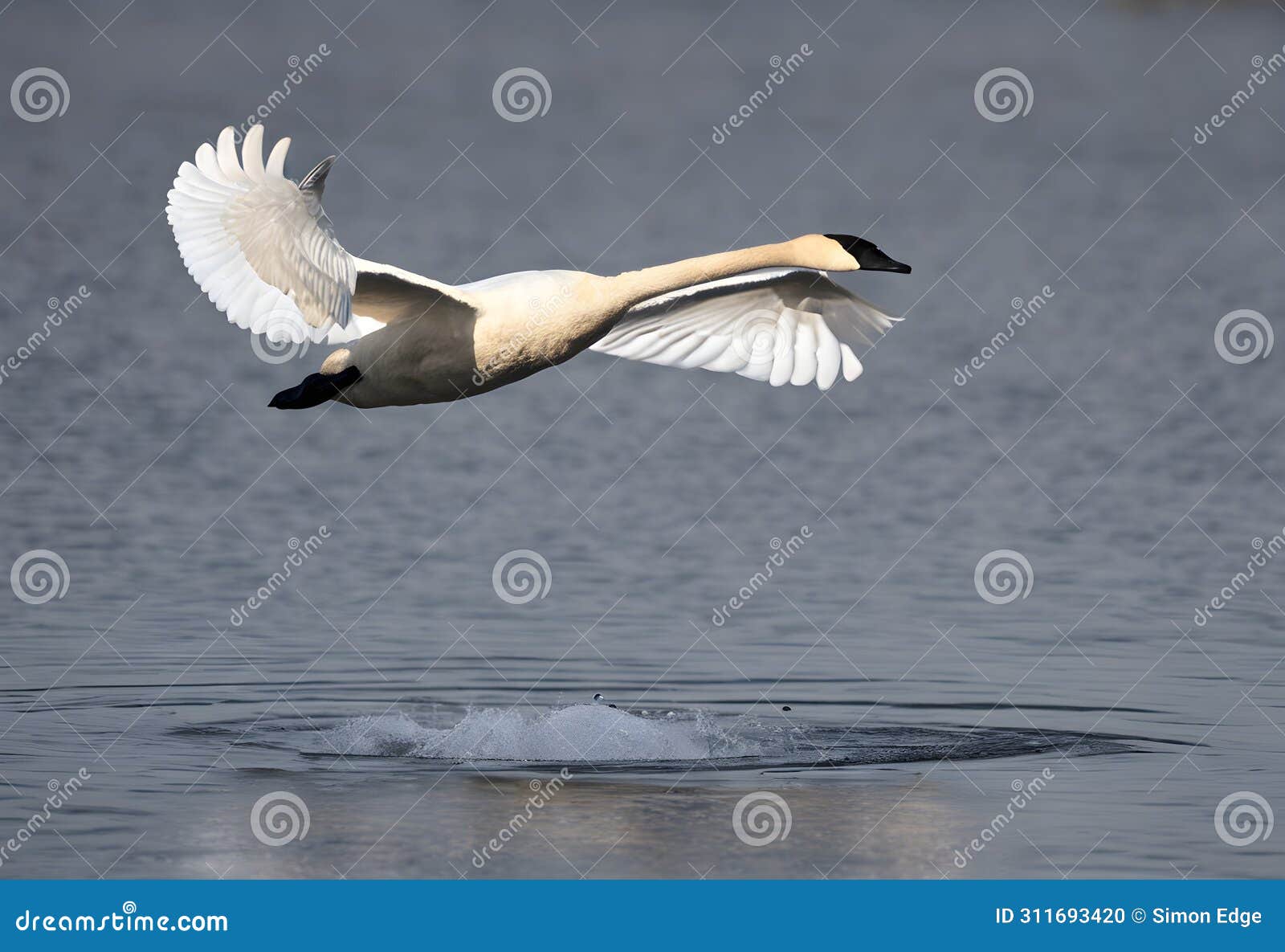 A View of a Trumpeter Swan in Flight Stock Illustration - Illustration ...