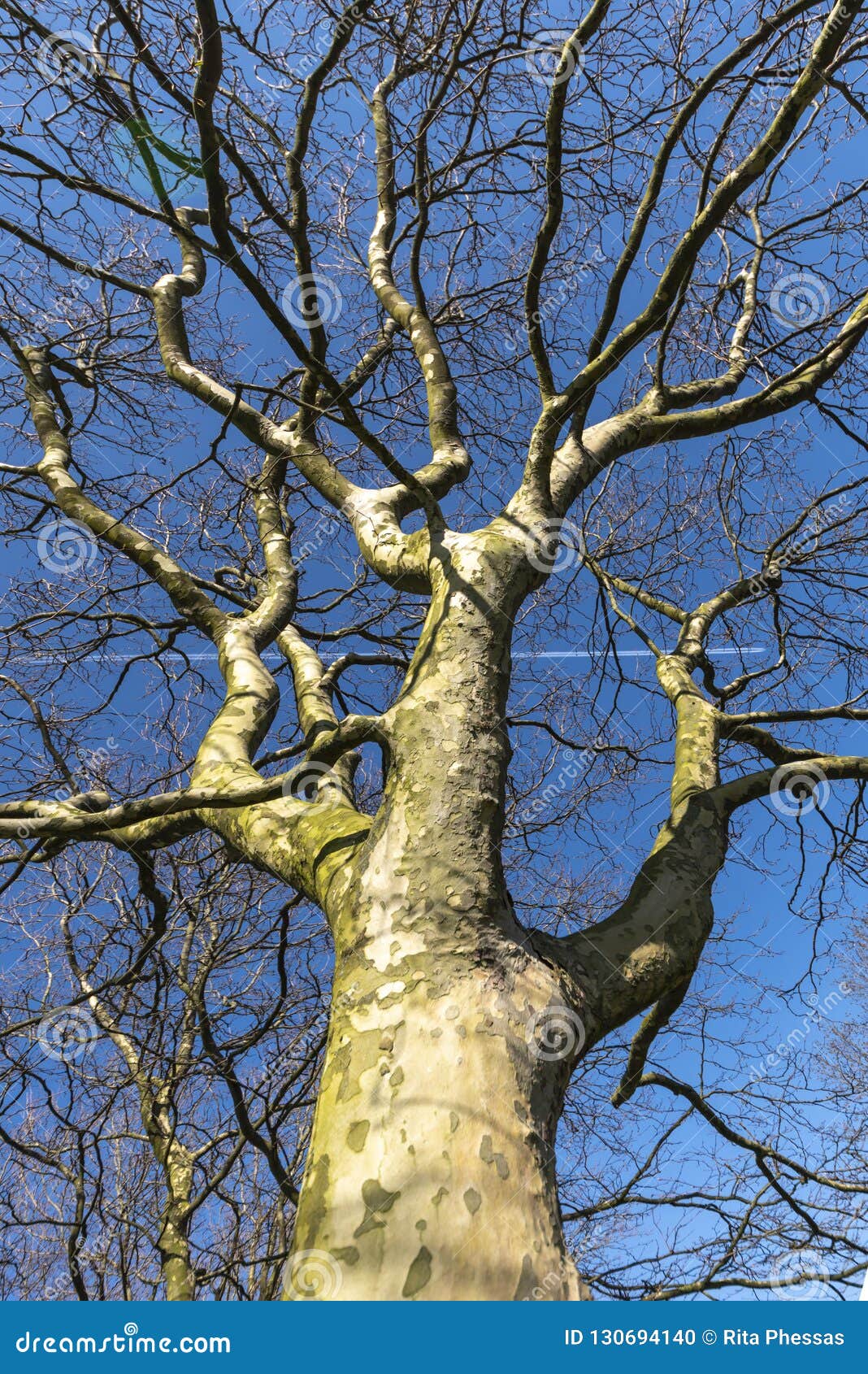 View of the Trunk of a Sun-lit Thick Bare Birch Tree with Wide-spread ...
