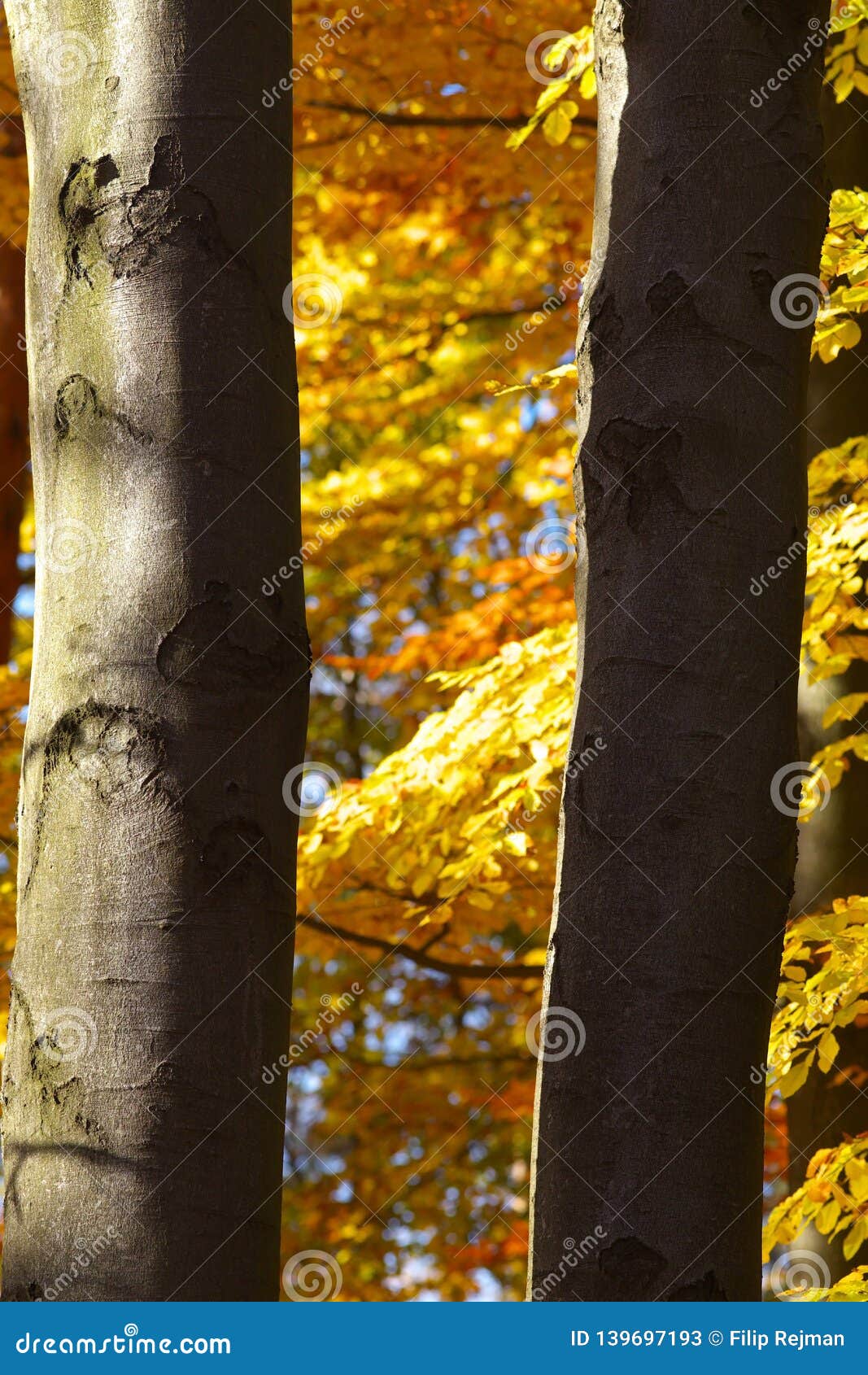 View of Trunks of Beech Trees in the Fall Stock Image - Image of bark ...