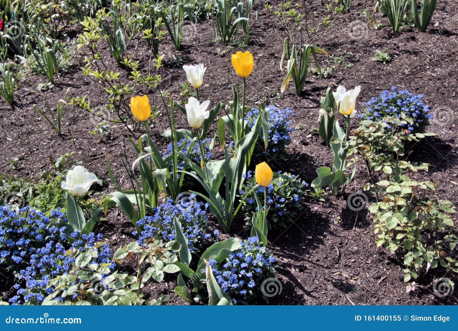 A view of a Tulip stock image. Image of plants, blue - 161400155