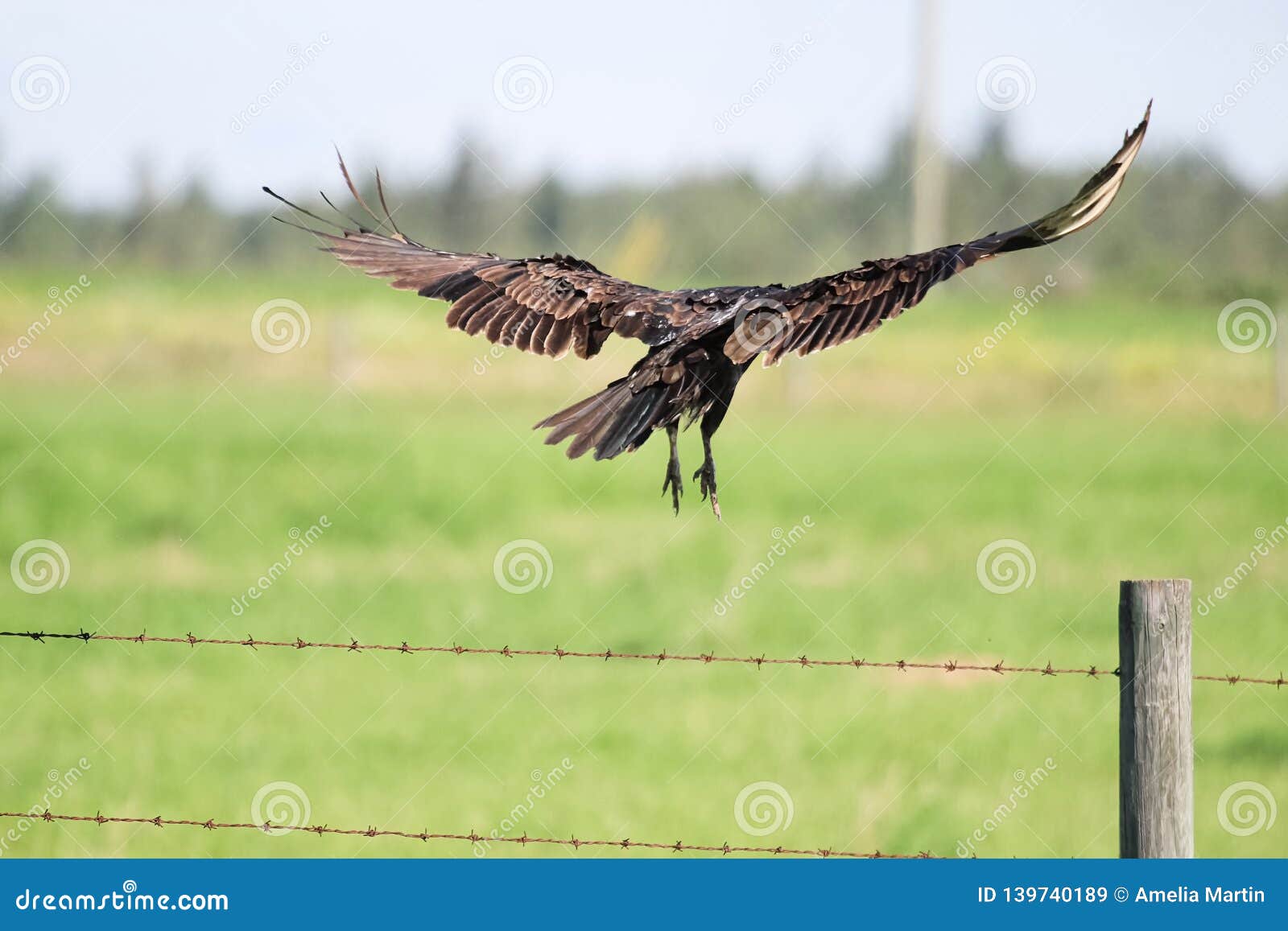 View of a Turkey Buzzard`s Back Wings in Mid Flight Stock Image - Image ...