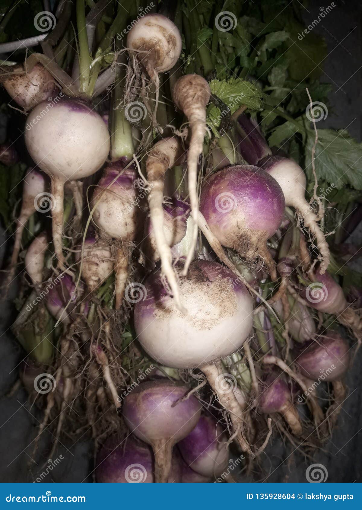 This is the Photo of Vegetable Turnip Stock Photo - Image of turnip ...